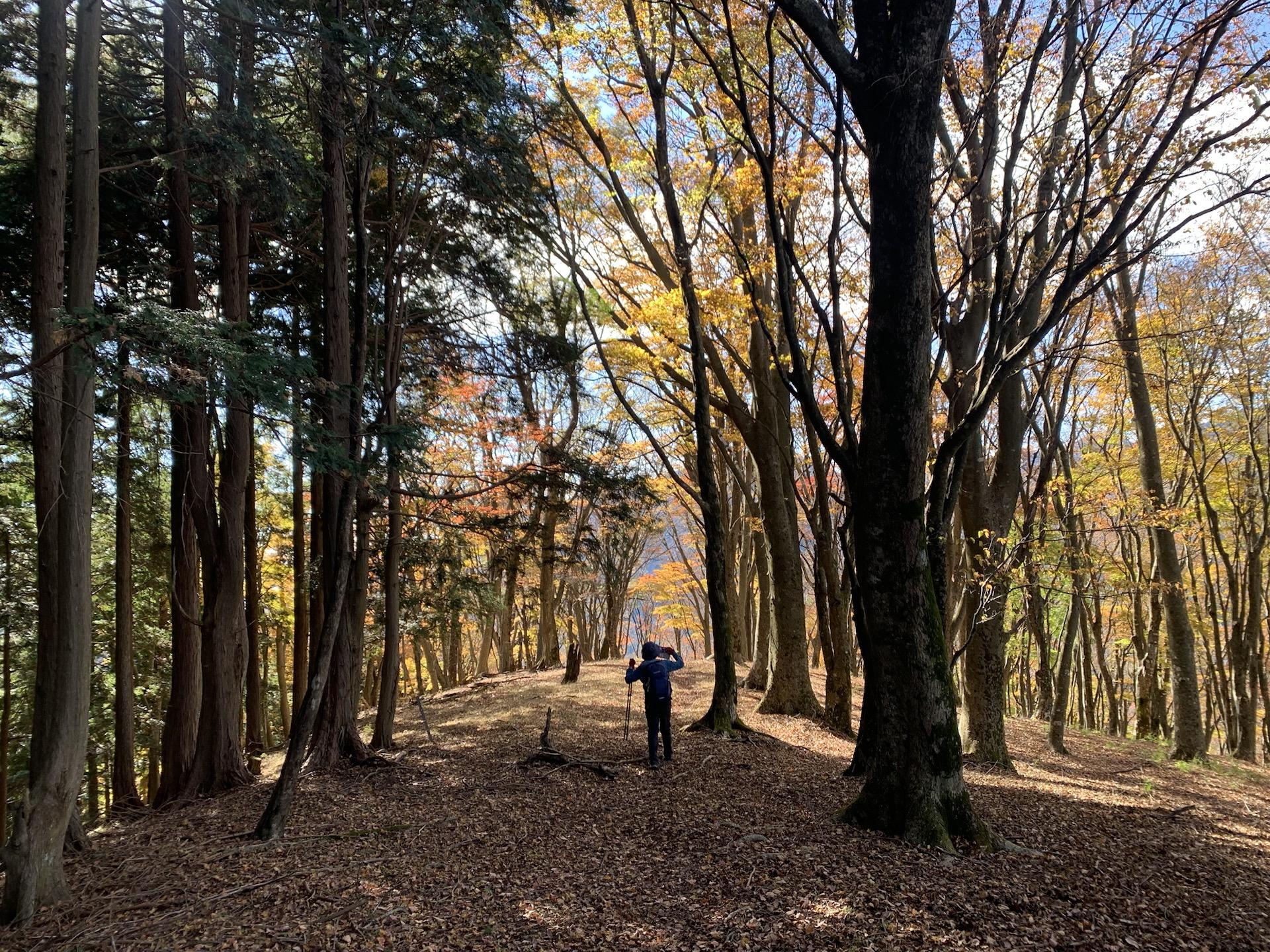 大山紅葉チェックと北尾根冒険🥾 / ryuさんの大山の活動日記 | YAMAP / ヤマップ