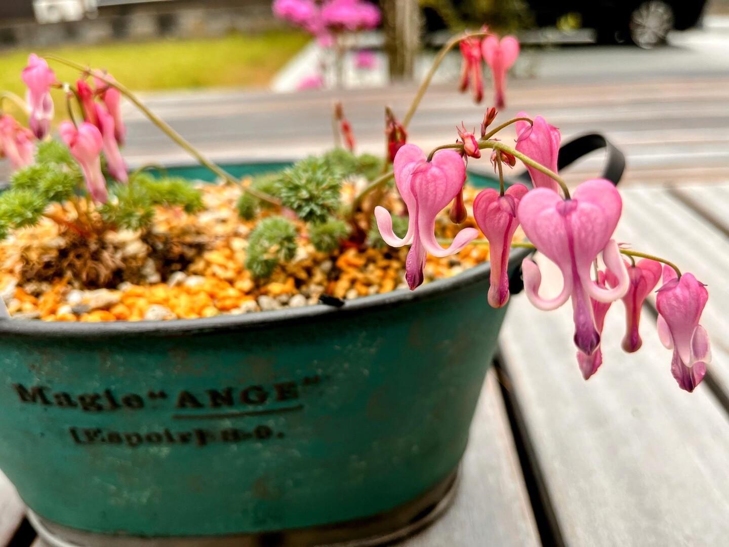 家の女王様が目を覚ましました🥀 ちゃん... / noriさんのモーメント | YAMAP / ヤマップ