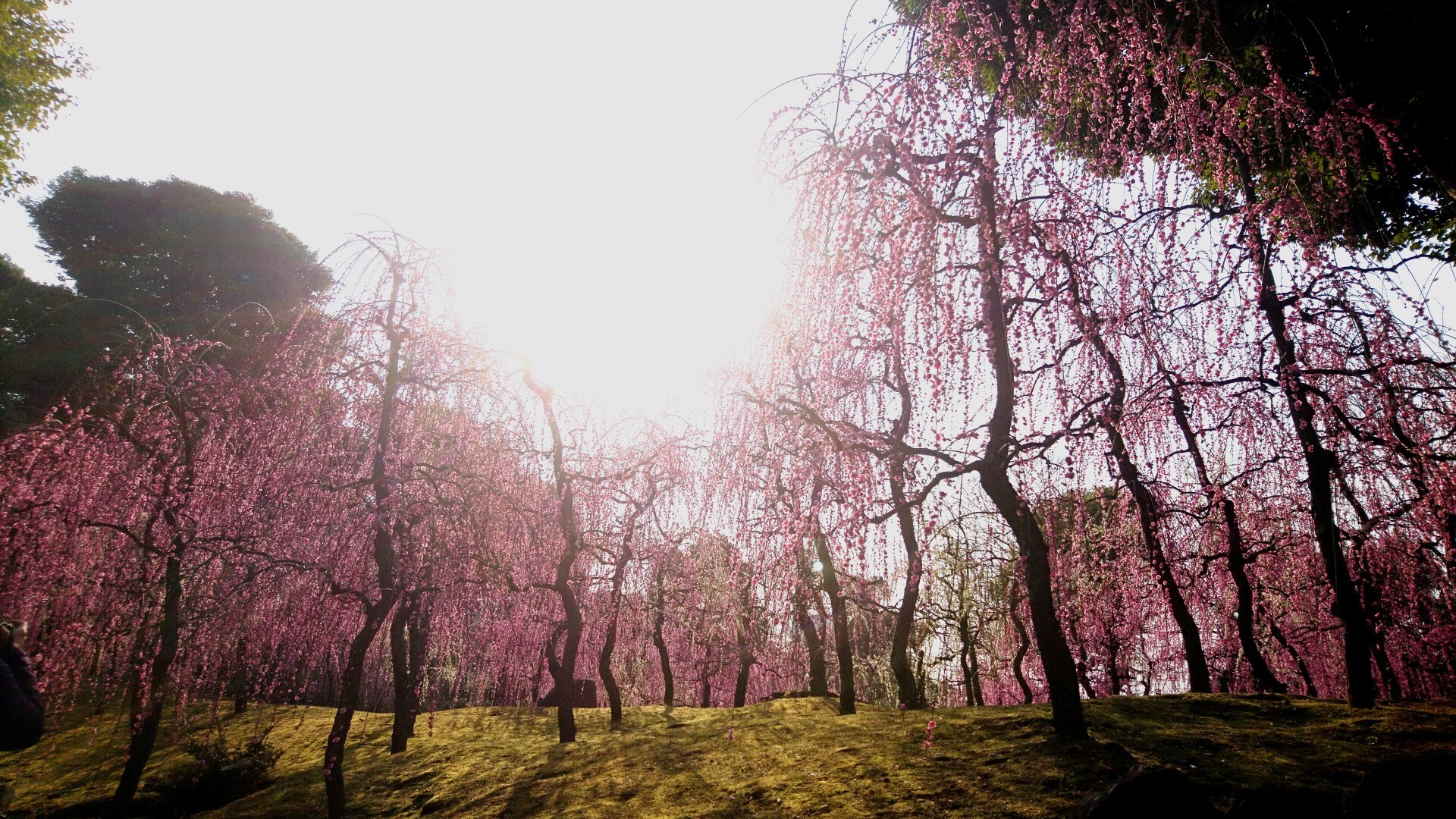 城南宮見頃です🎵 / bptanakaさんのモーメント | YAMAP / ヤマップ