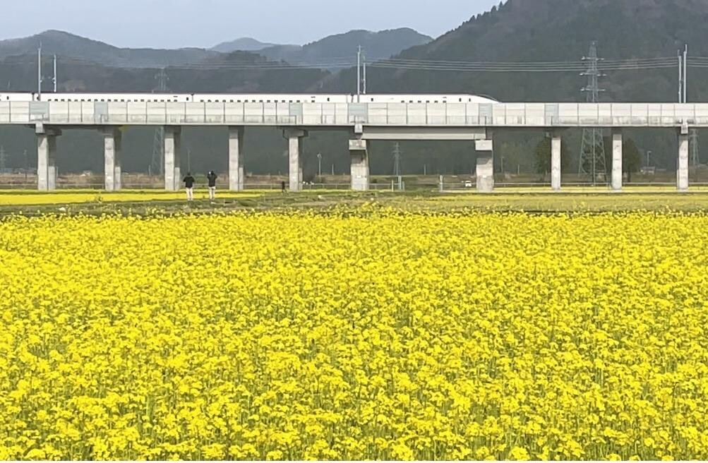 家の近くの菜の花畑🌼北陸新幹線福井開業... / yunyun♡さんのモーメント | YAMAP / ヤマップ