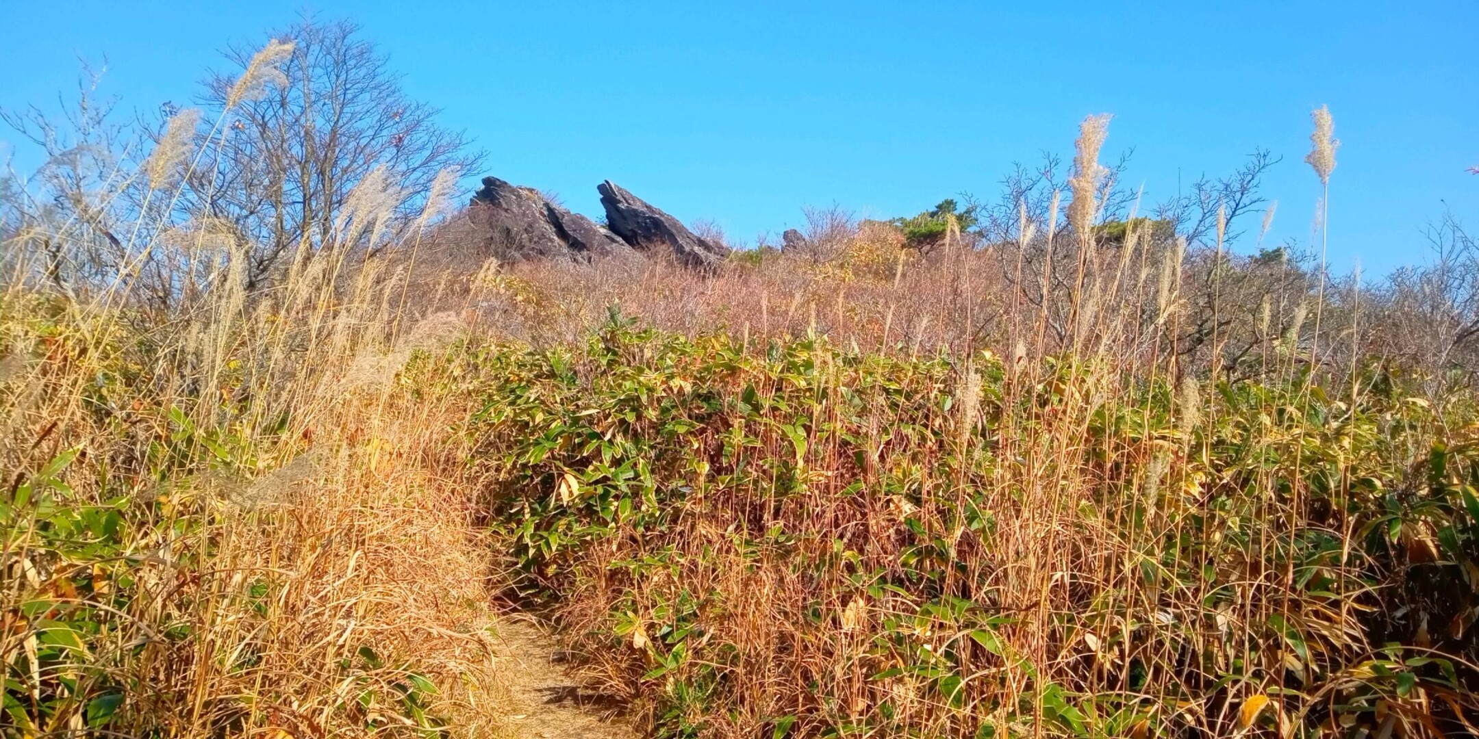 文化の日 ☀に誘われ、初めての種山ヶ原＆... / bakkyさんのモーメント | YAMAP / ヤマップ