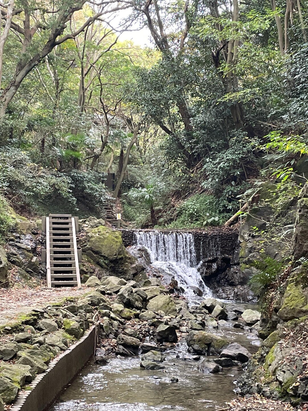 大楠山 / hal0330さんの大楠山・武山・三浦富士の活動データ | YAMAP / ヤマップ