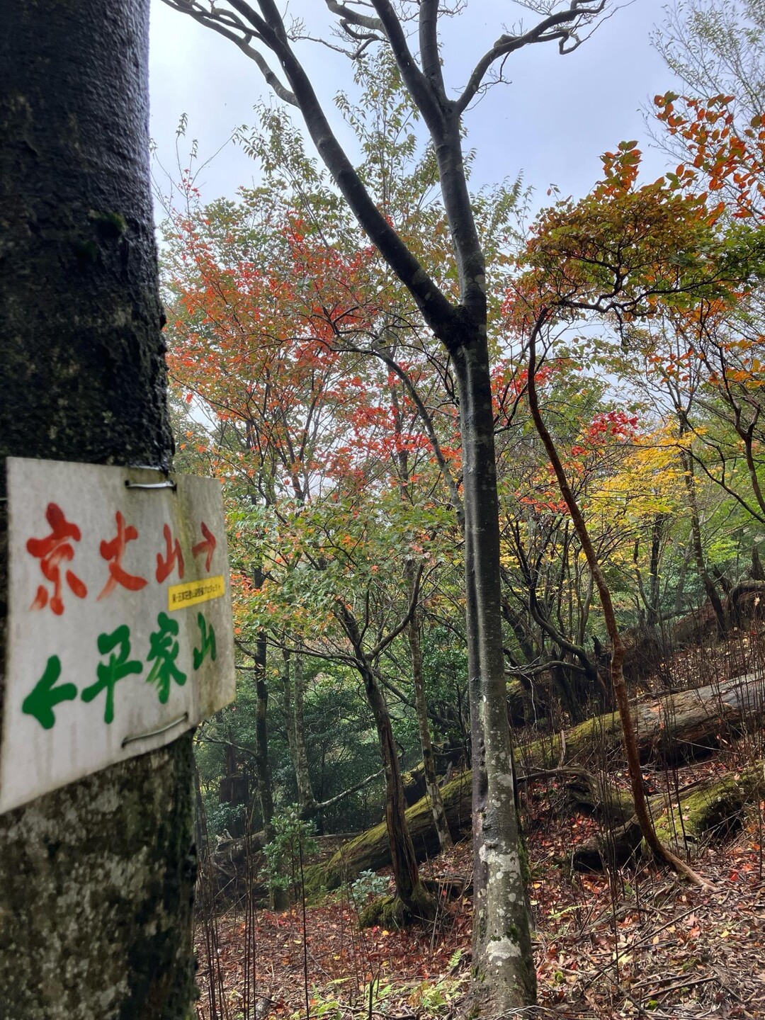 またまた雨の九州脊梁 / ORIBAさんの京丈山・雁俣山の活動データ | YAMAP / ヤマップ