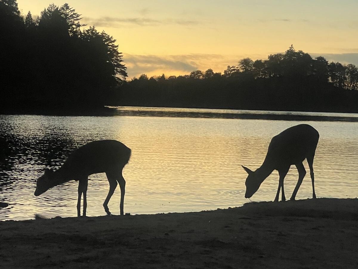 戦場ヶ原 / has-ao（スマホバッテリー）さんの日光市の活動データ | YAMAP / ヤマップ