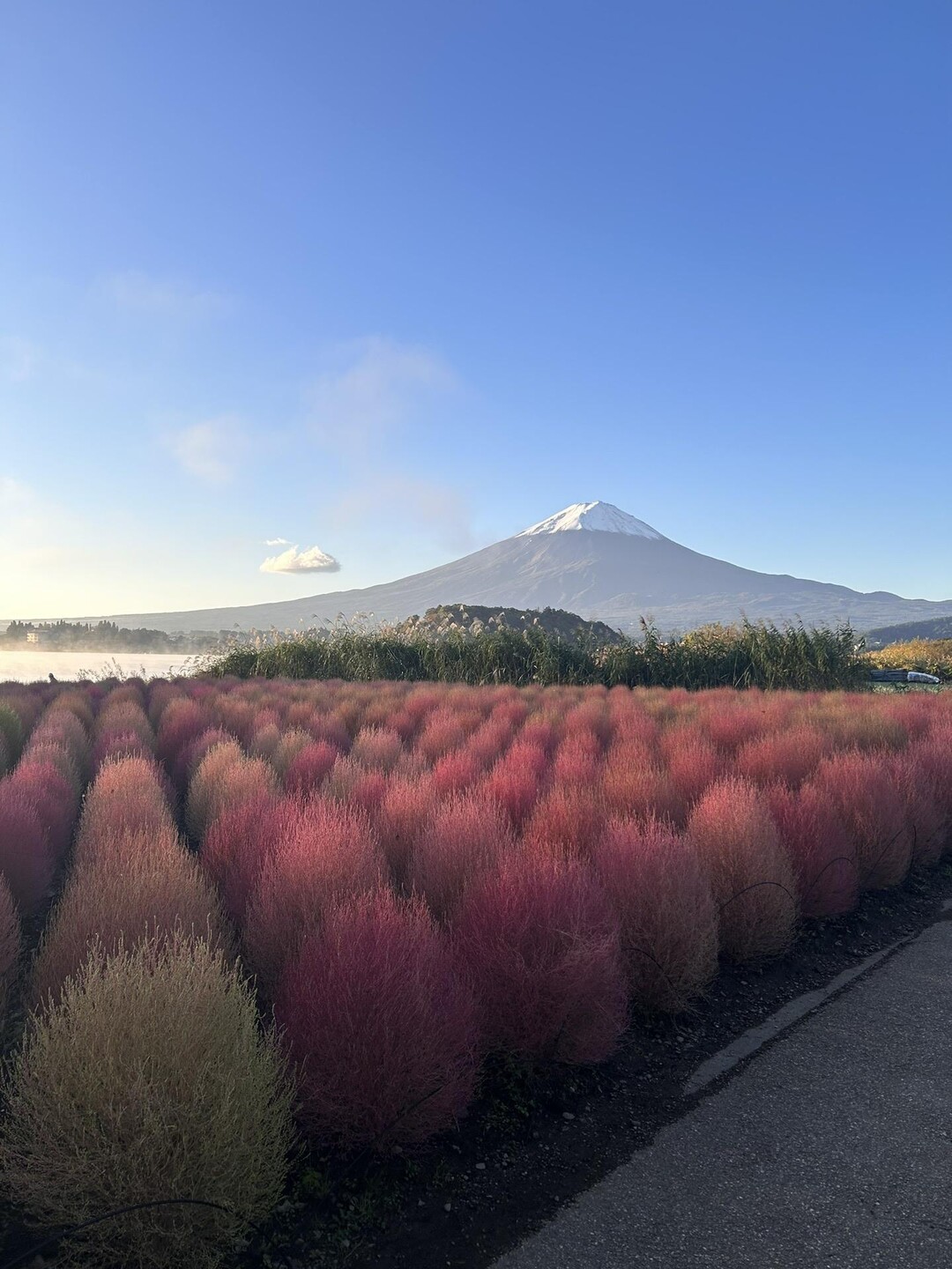河口湖 大石公園 / shiburinさんのウォーキングの活動データ | YAMAP / ヤマップ