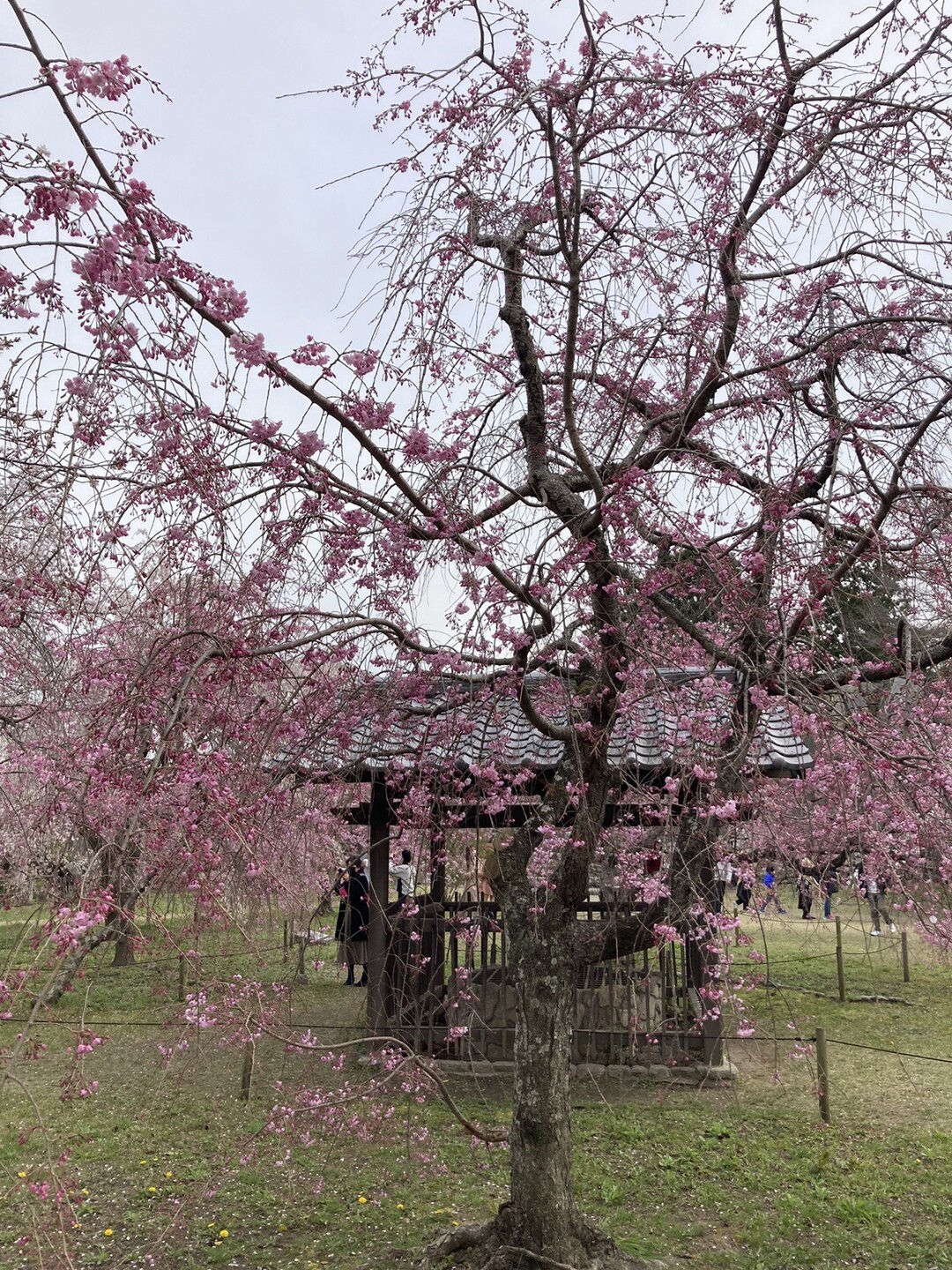 🌸sakura🌸2022 / ヨッシー39さんのモーメント | YAMAP / ヤマップ