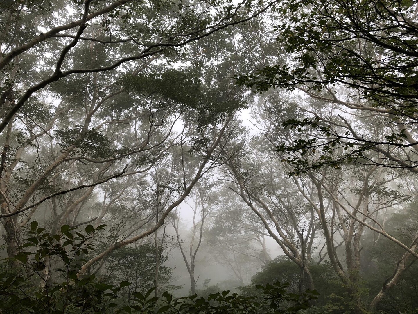 名号峰 / shanneiさんの蔵王山・雁戸山・不忘山の活動データ | YAMAP / ヤマップ
