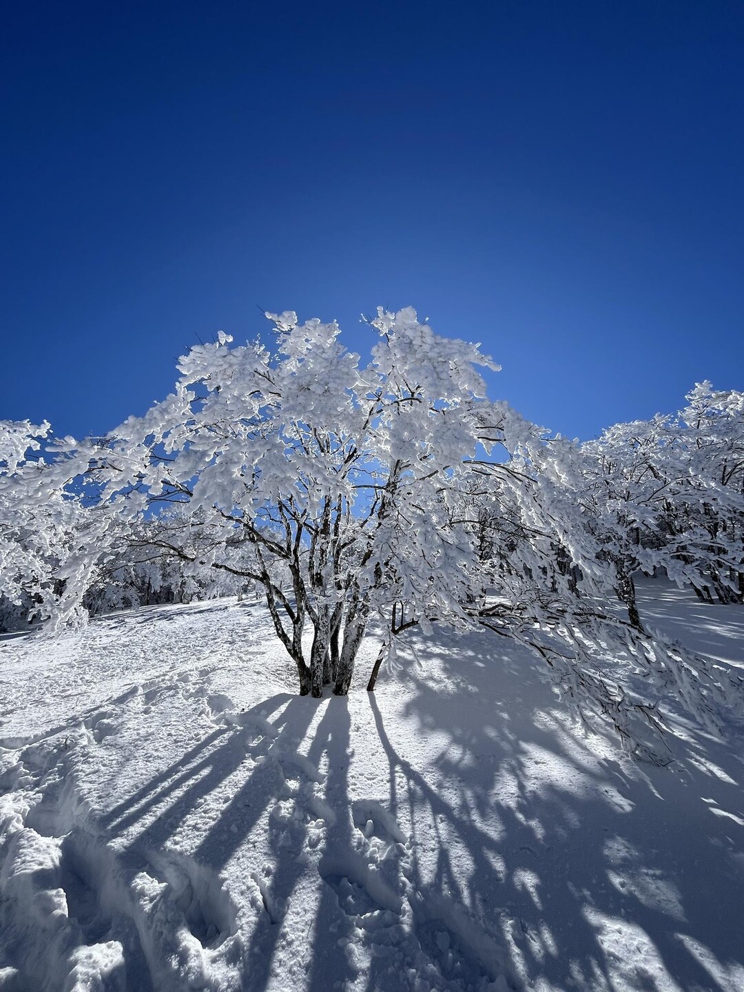 明神Blue！ / ジュンbさんの桧塚奥峰・明神岳・薊岳の活動データ | YAMAP / ヤマップ