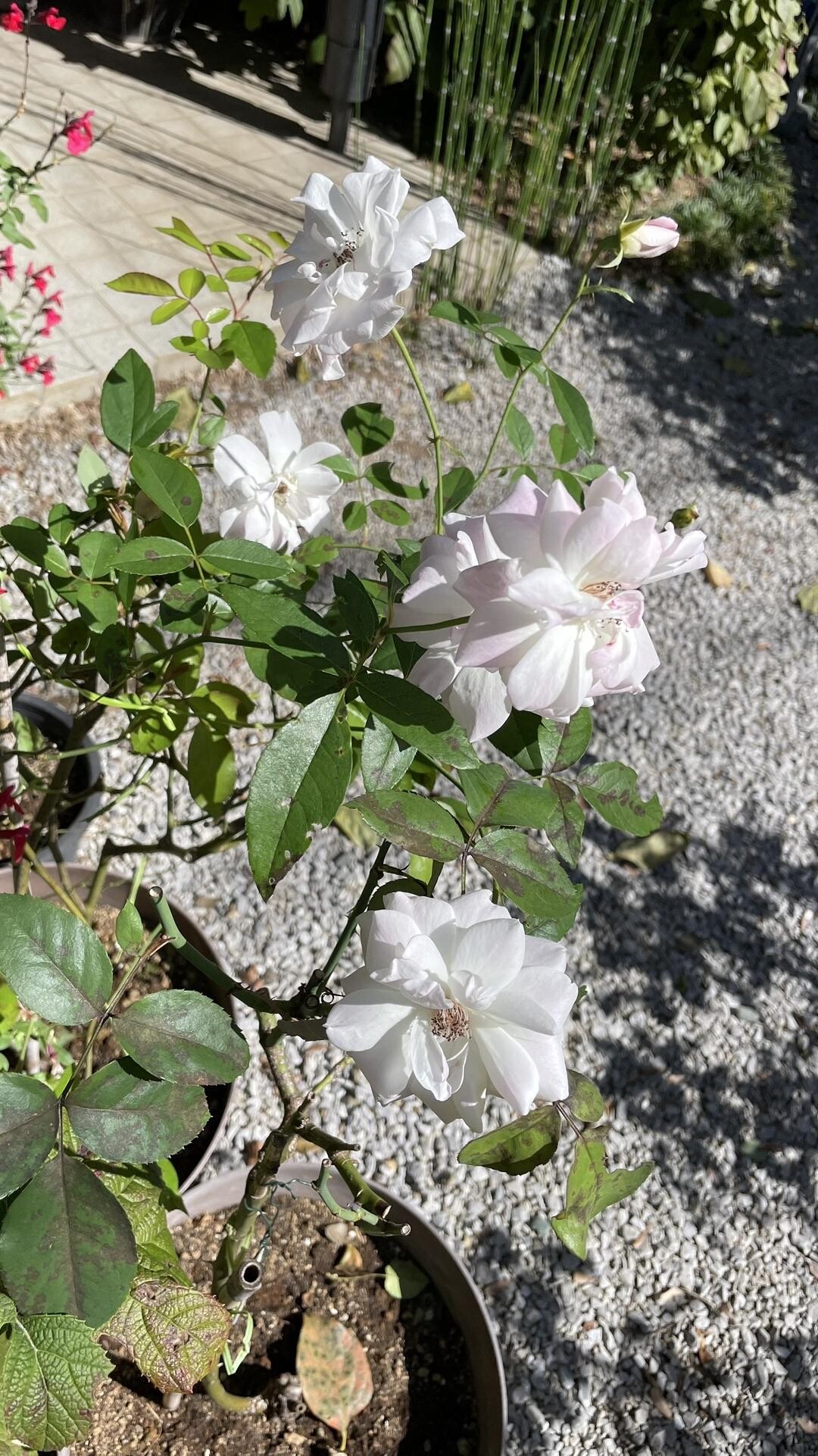 我家の薔薇🌹 秋咲き開花し始める。 虫... / ken-3さんのモーメント | YAMAP / ヤマップ