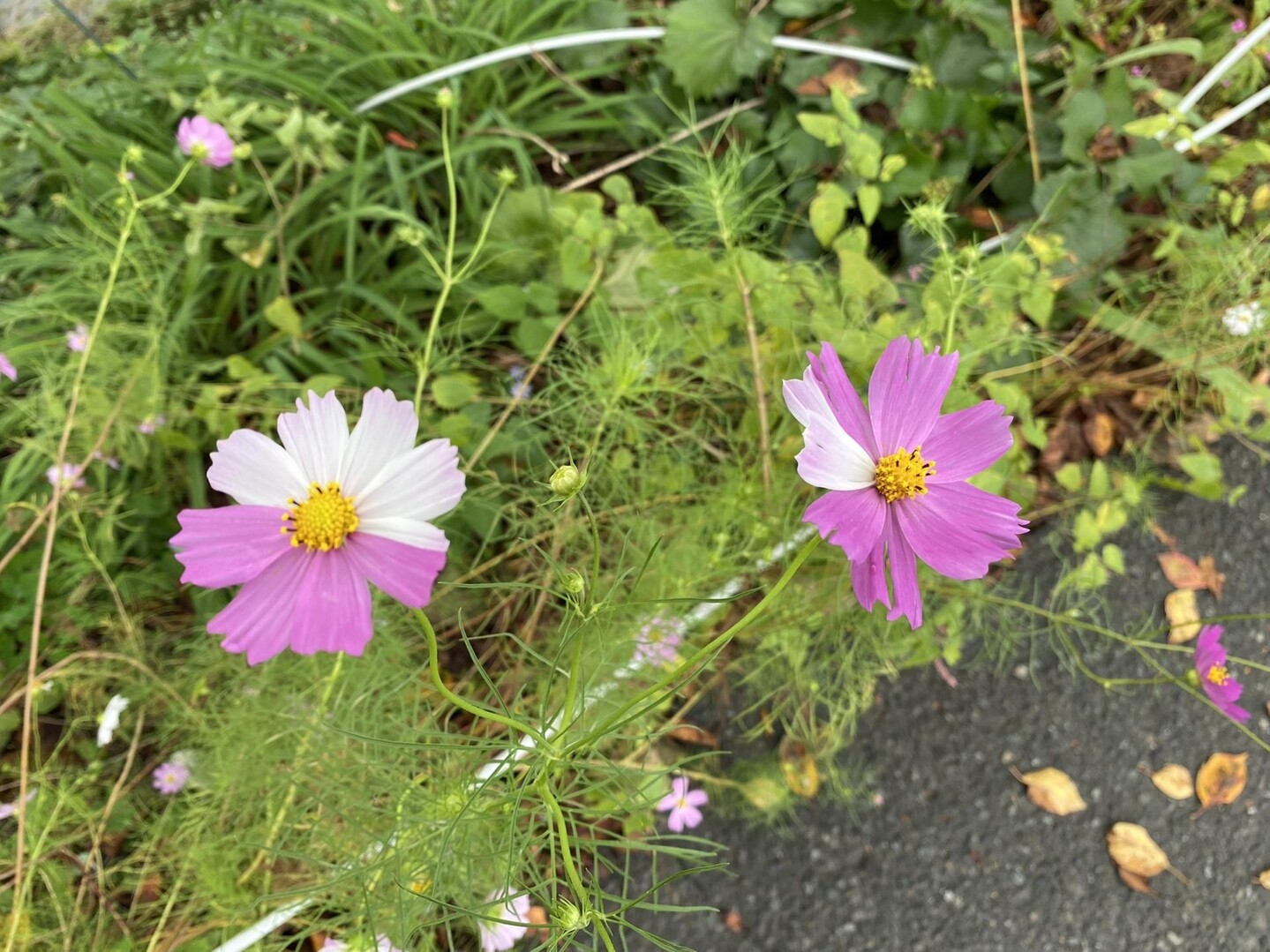 ️ 秋桜 - 半分色違い … - ... / meshiさんのモーメント | YAMAP / ヤマップ