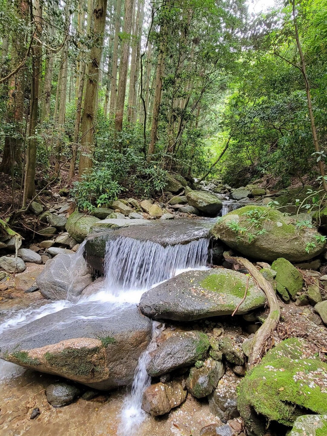 九千部山・五ヶ山 / shigeyoさんの九千部山・石谷山の活動データ | YAMAP / ヤマップ