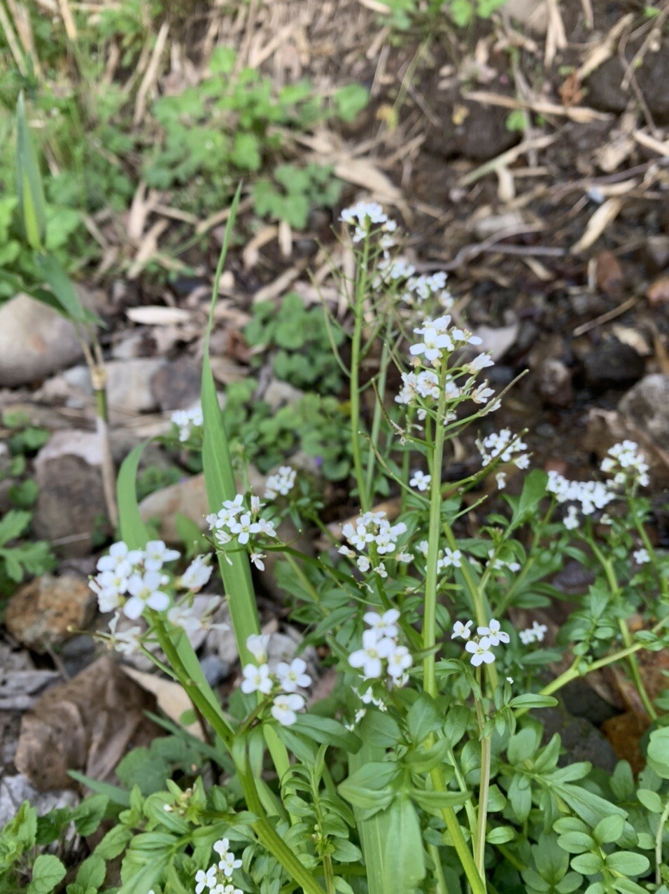 百花繚乱、毎日がウキウキ٩( ᐛ )و ... / Team AQAさんのモーメント | YAMAP / ヤマップ