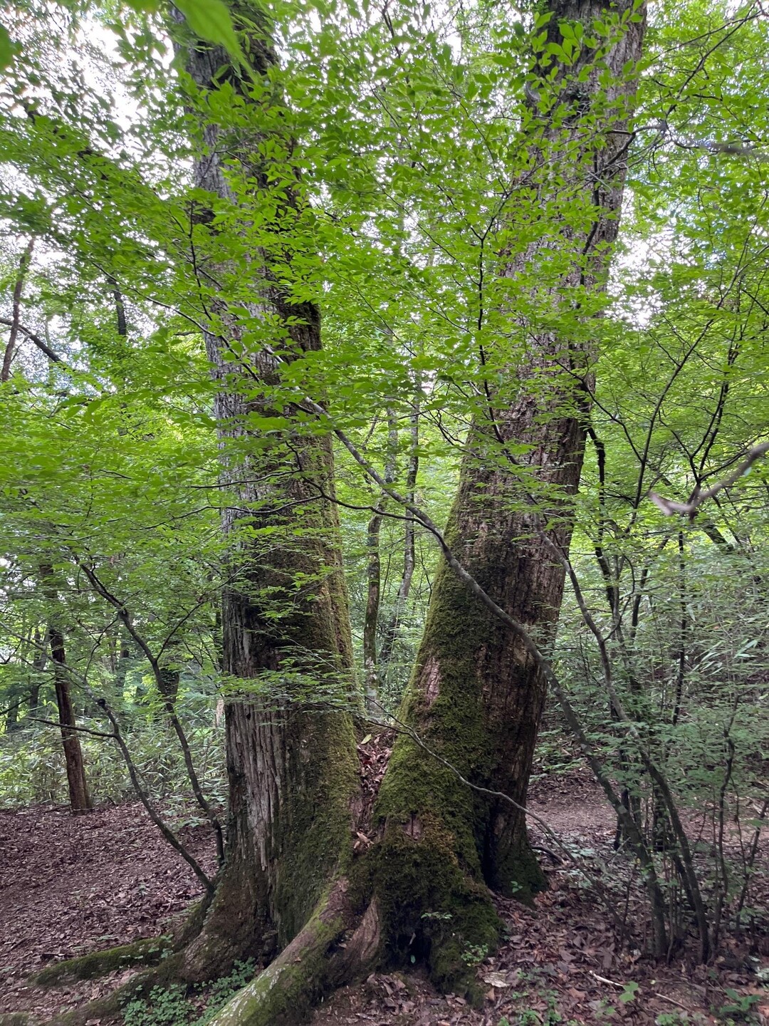 金剛山 / milky55さんの金剛山・二上山・大和葛城山の活動データ | YAMAP / ヤマップ