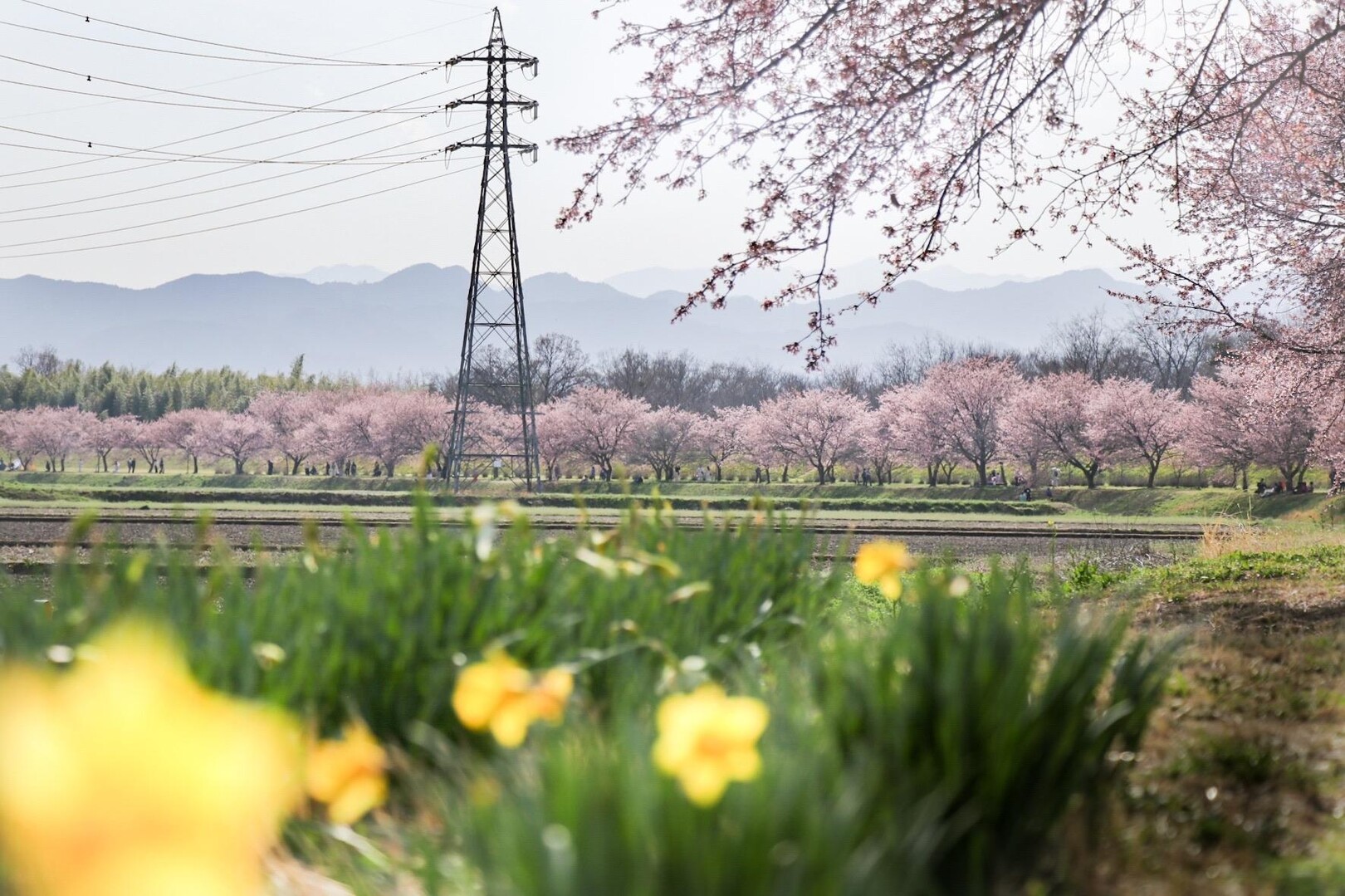 今年の桜！今年はたぶんこれでおしまい。 ... / nanaさんのモーメント | YAMAP / ヤマップ