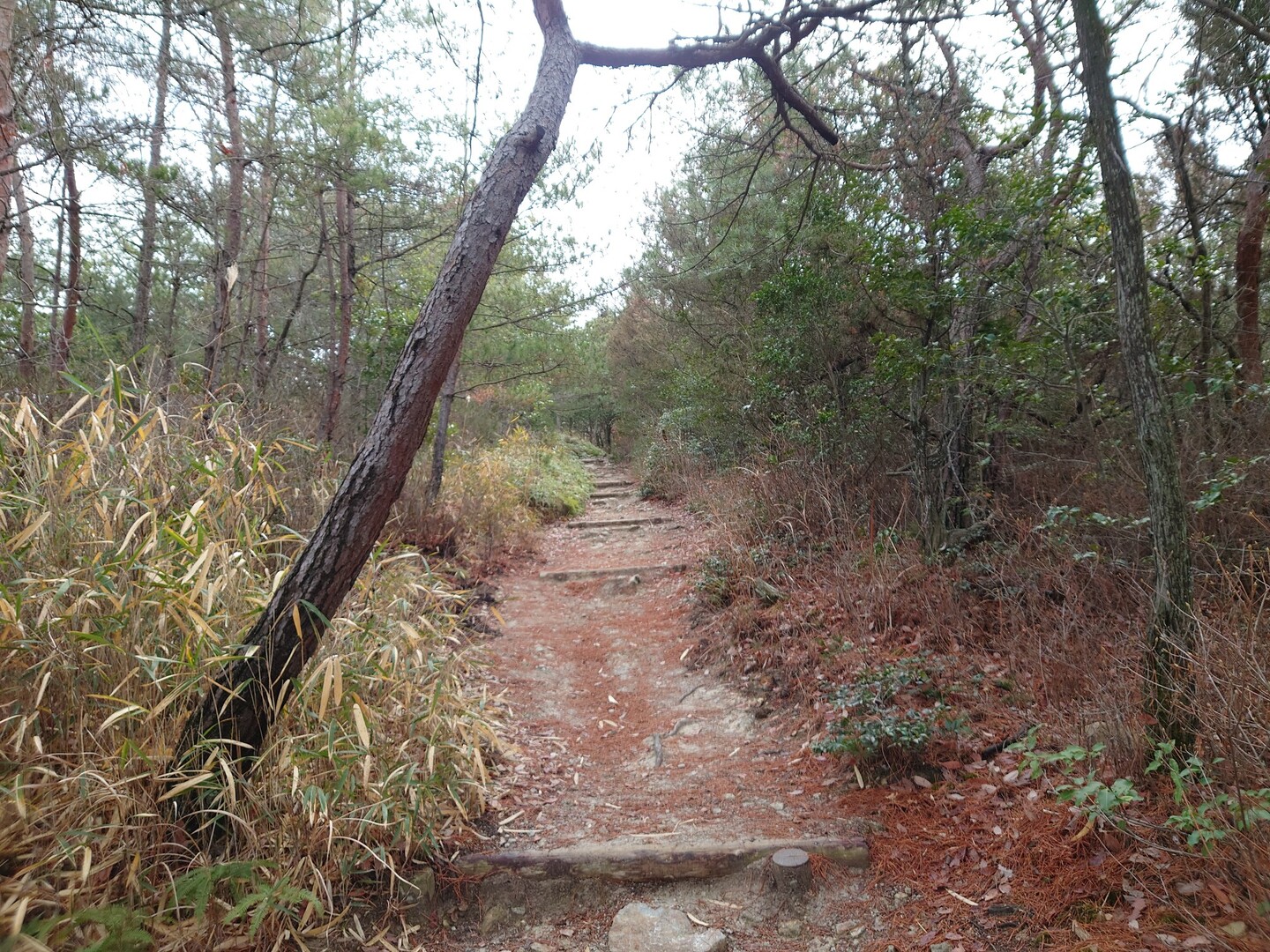 龍ノ口山 / RY-ZEROさんの龍ノ口山の活動データ | YAMAP / ヤマップ