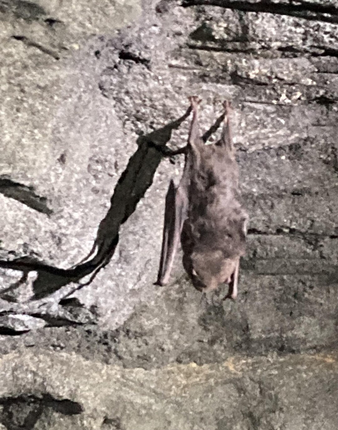 屋島北嶺🦇洞窟🔦 / tairaさんの四国遍路その19の活動データ | YAMAP / ヤマップ