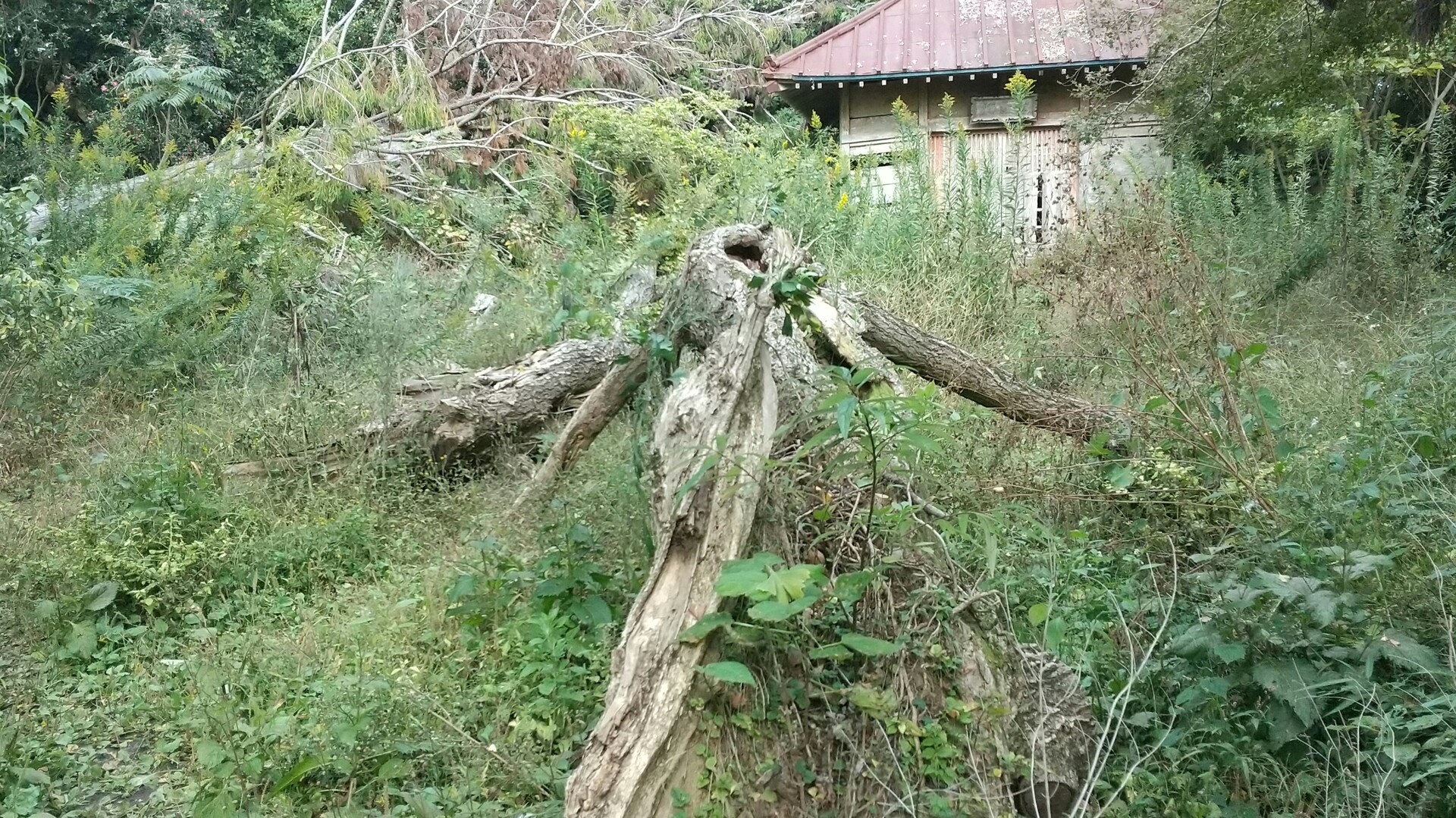 nachaさんの投稿したフィールドメモ | YAMAP / ヤマップ