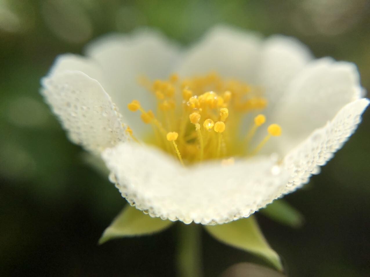 owl 🦉のページ | YAMAP / ヤマップ