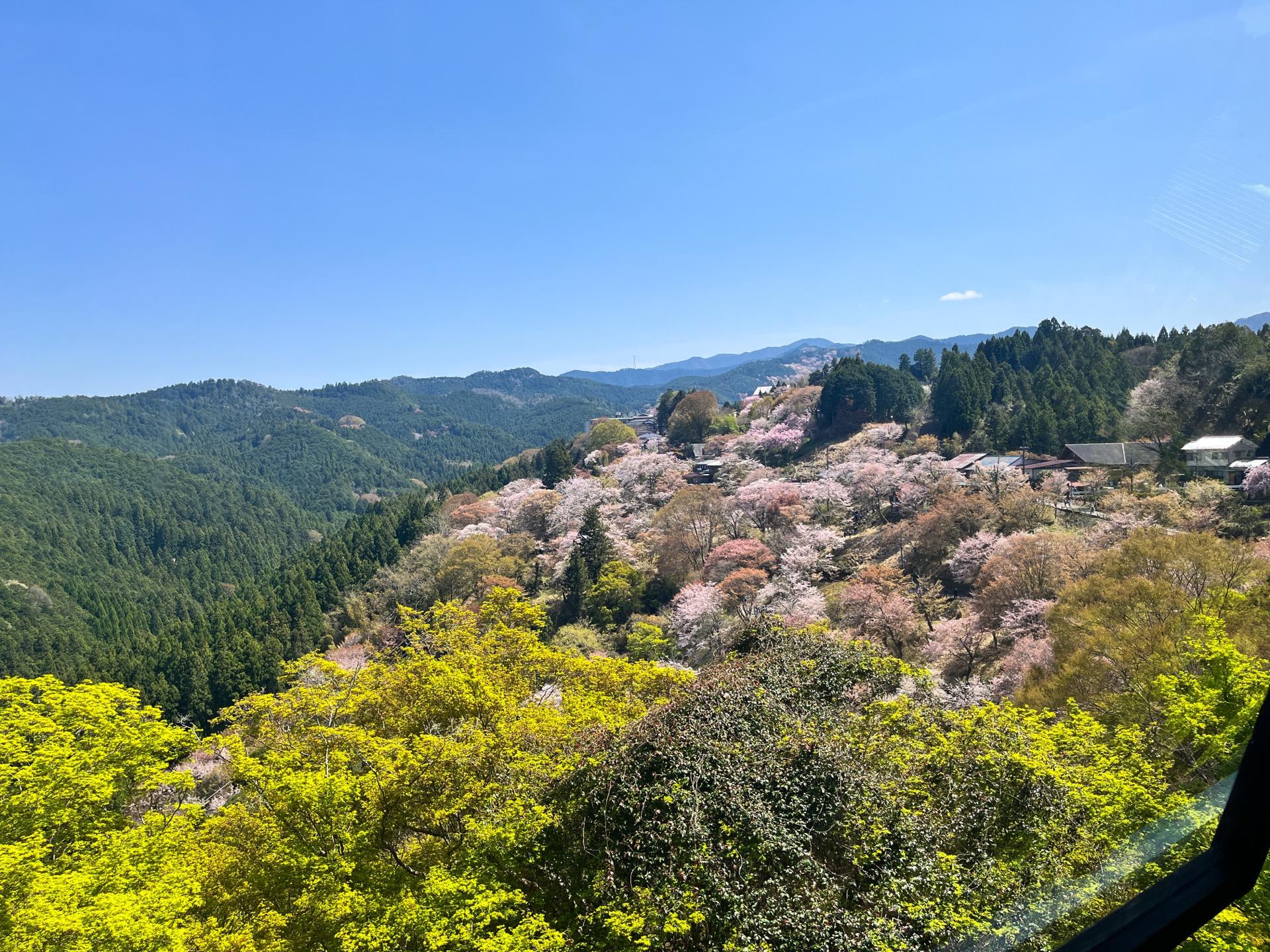 吉野山 -20250412 / もちさんの吉野山・青根ヶ峰・百貝岳の活動データ | YAMAP / ヤマップ