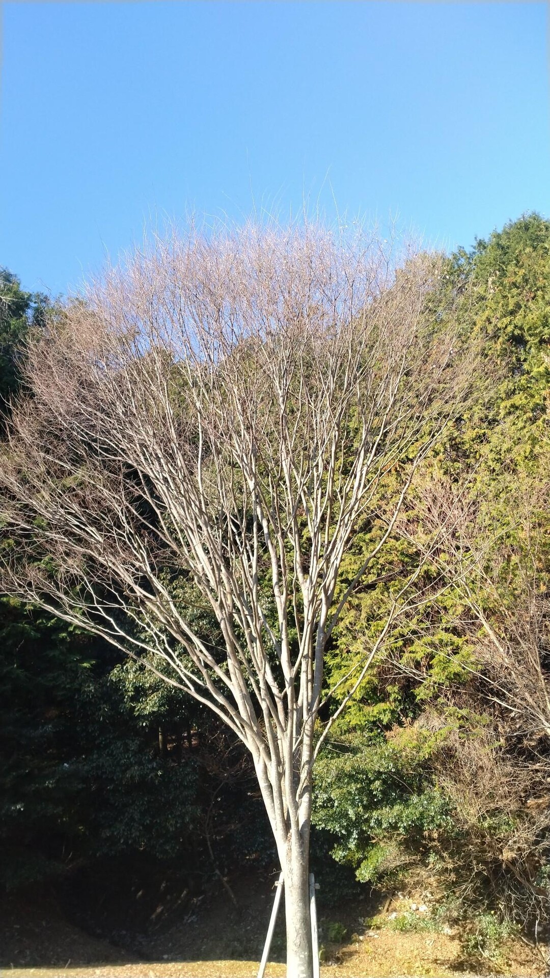 音羽山 / Tabi Kirokuさんの音羽山・醍醐山の活動データ | YAMAP / ヤマップ