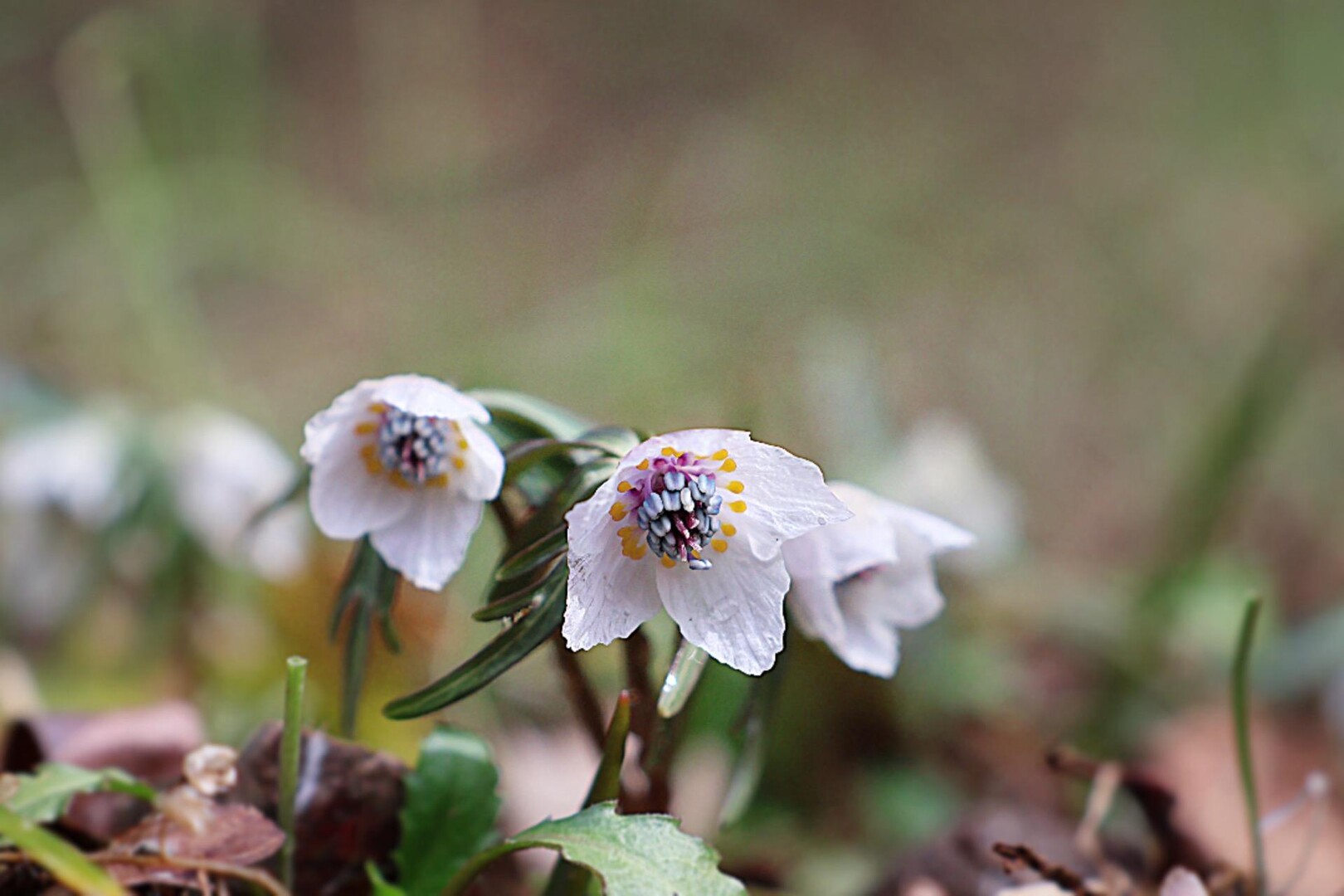 春の妖精🧚 今年も会えたね💞 / ゆみさんのウォーキングの活動日記 | YAMAP / ヤマップ