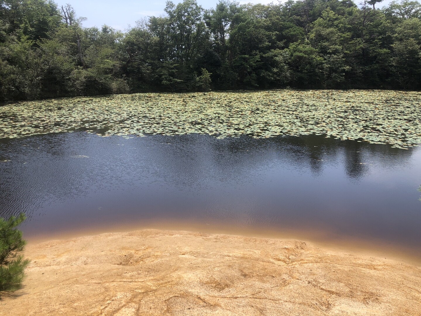 金鳥山 / Mitchさんの六甲山・長峰山・摩耶山の活動データ | YAMAP / ヤマップ