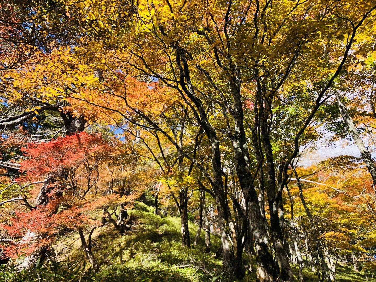 外山沢ノ頭・小無間山・唐松谷の頭・関ノ沢ノ頭(中無間山)・大無間山・三隅峰・三方嶺・小根沢山・... / krnさんの大無間山の活動データ | YAMAP / ヤマップ