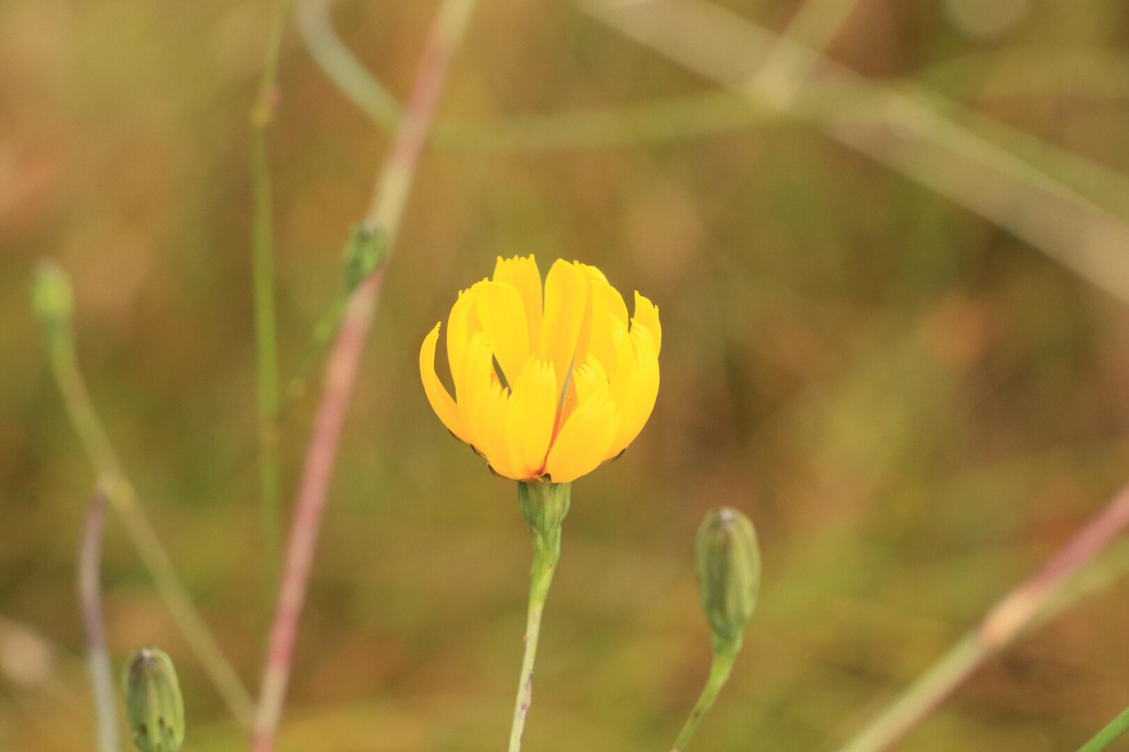 吉賀池湿地＆森林公園花めぐり💐🌸🌺 / dante99さんの東海道五十三次（宮宿・桑名宿）の活動データ | YAMAP / ヤマップ