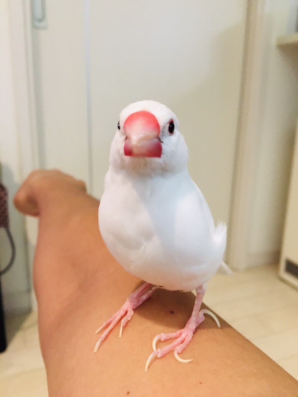 ウチの白文鳥🕊 只今換毛期で機嫌悪し ... / Muraさんのモーメント | YAMAP / ヤマップ