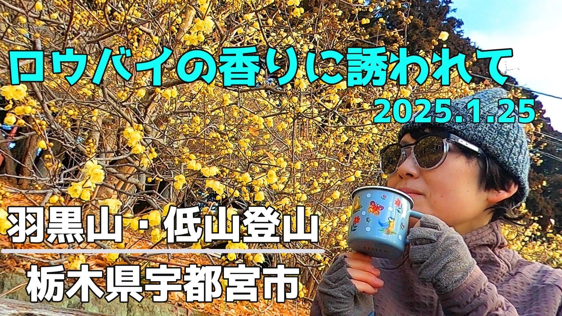 【低山】ロウバイの香りに誘われて羽黒山へ... / myちんさんのモーメント | YAMAP / ヤマップ