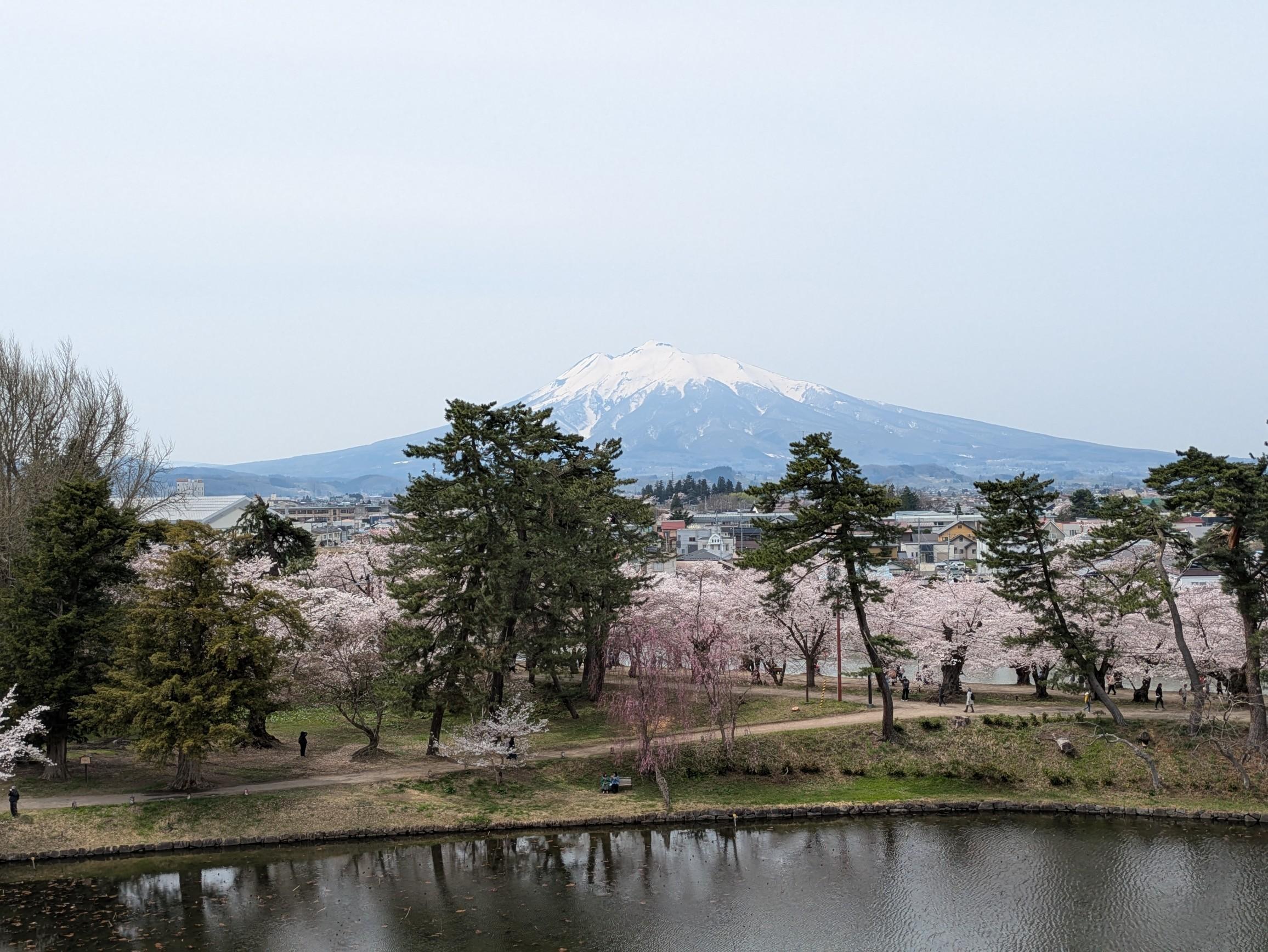 弘前公園 桜便り / katuさんのモーメント | YAMAP / ヤマップ