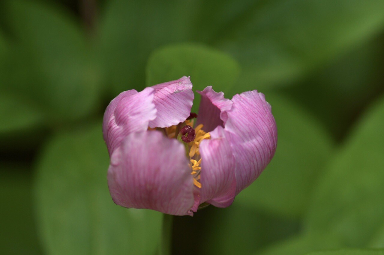 高尾山-2021-05-29 / TAKKUNさんの高尾山・陣馬山・景信山の活動データ | YAMAP / ヤマップ