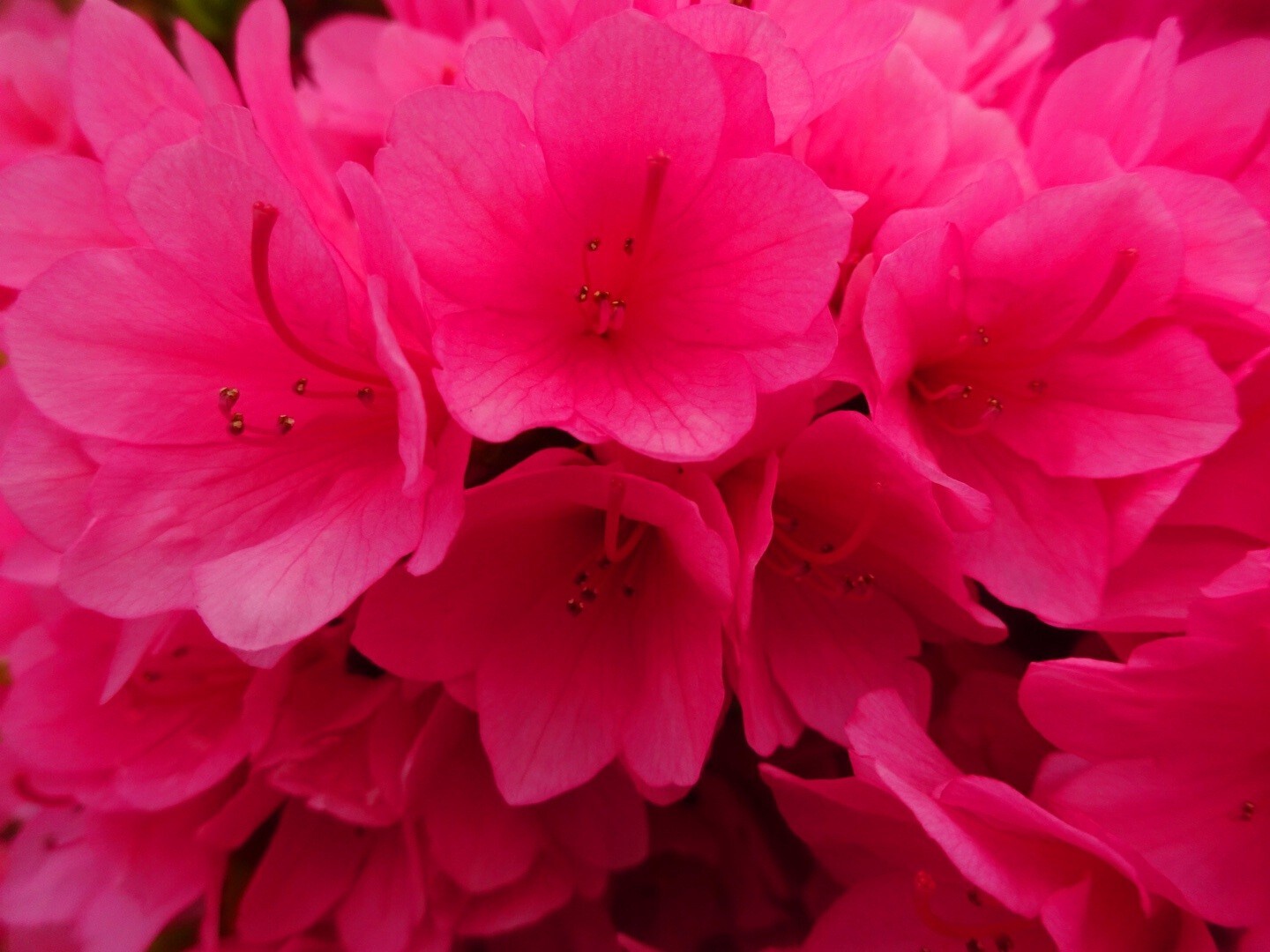 耳納連山の麓にツツジが開花。😆🎵🎵... / SAYOKOさんのモーメント | YAMAP / ヤマップ