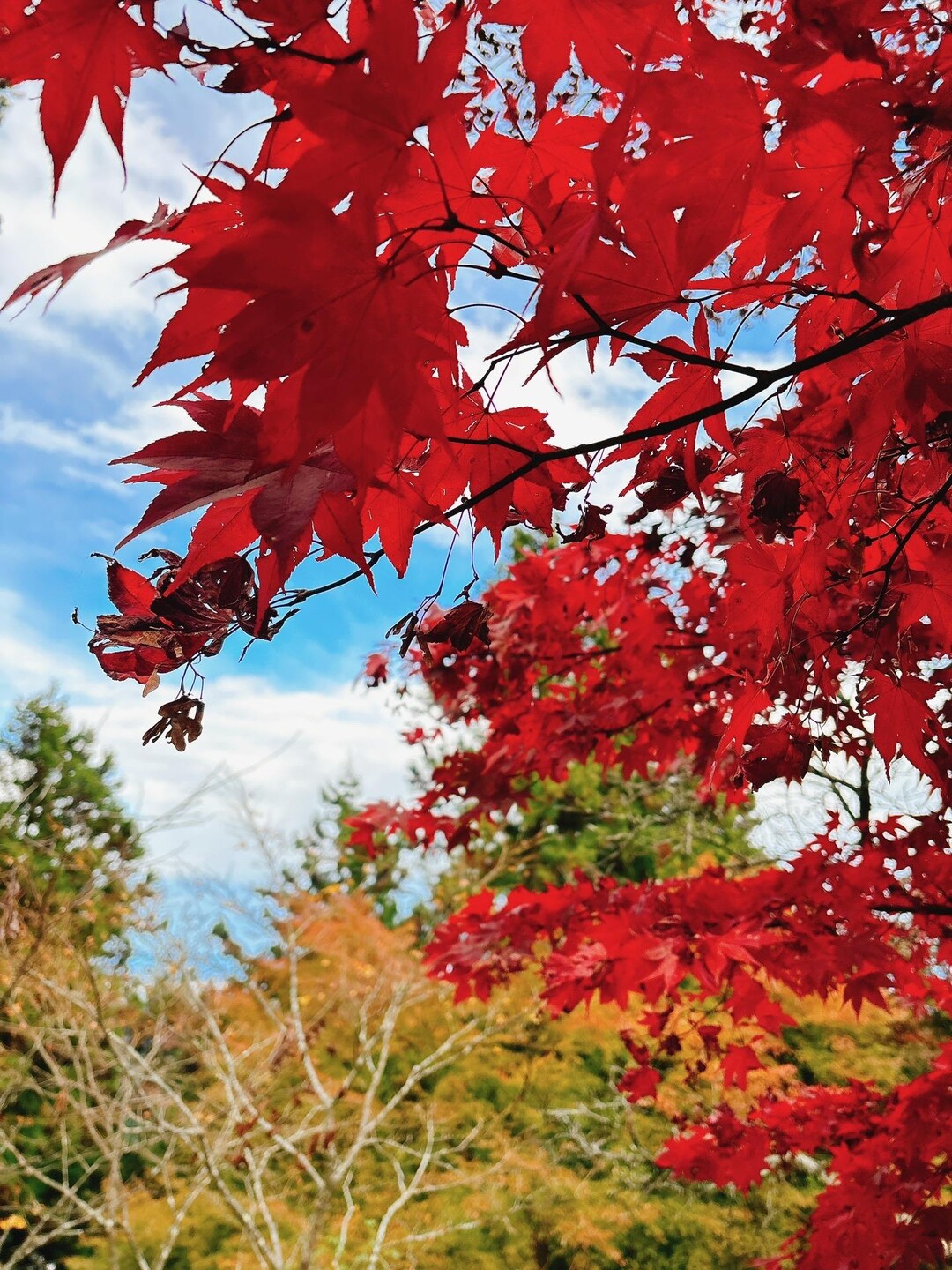LANI HEAD TRAILへ😁ぐるっと澤乃井ルート / キクチャンさんの大岳山・御岳山・御前山の活動データ | YAMAP / ヤマップ