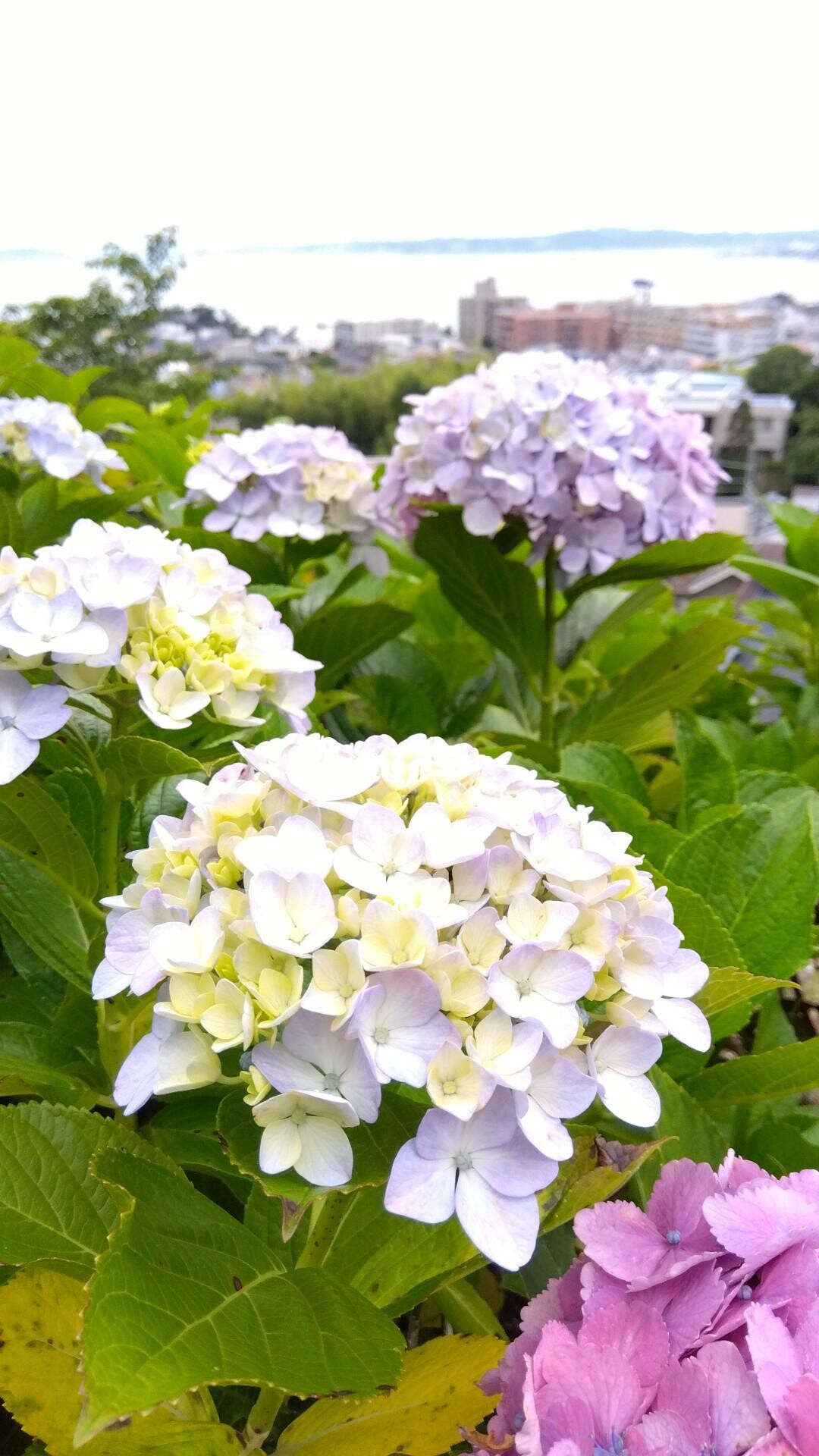 愛犬と葉山のあじさい公園へ紫陽花を見に行... / Veenaさんのモーメント | YAMAP / ヤマップ