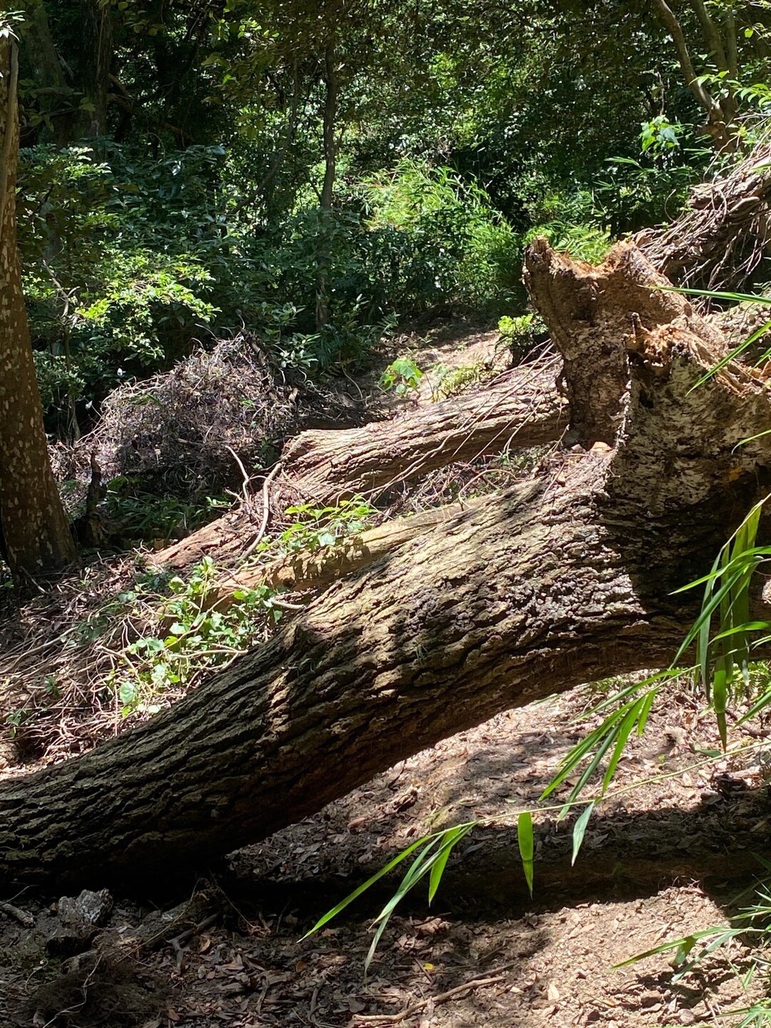 Fumiさんの投稿したフィールドメモ | YAMAP / ヤマップ