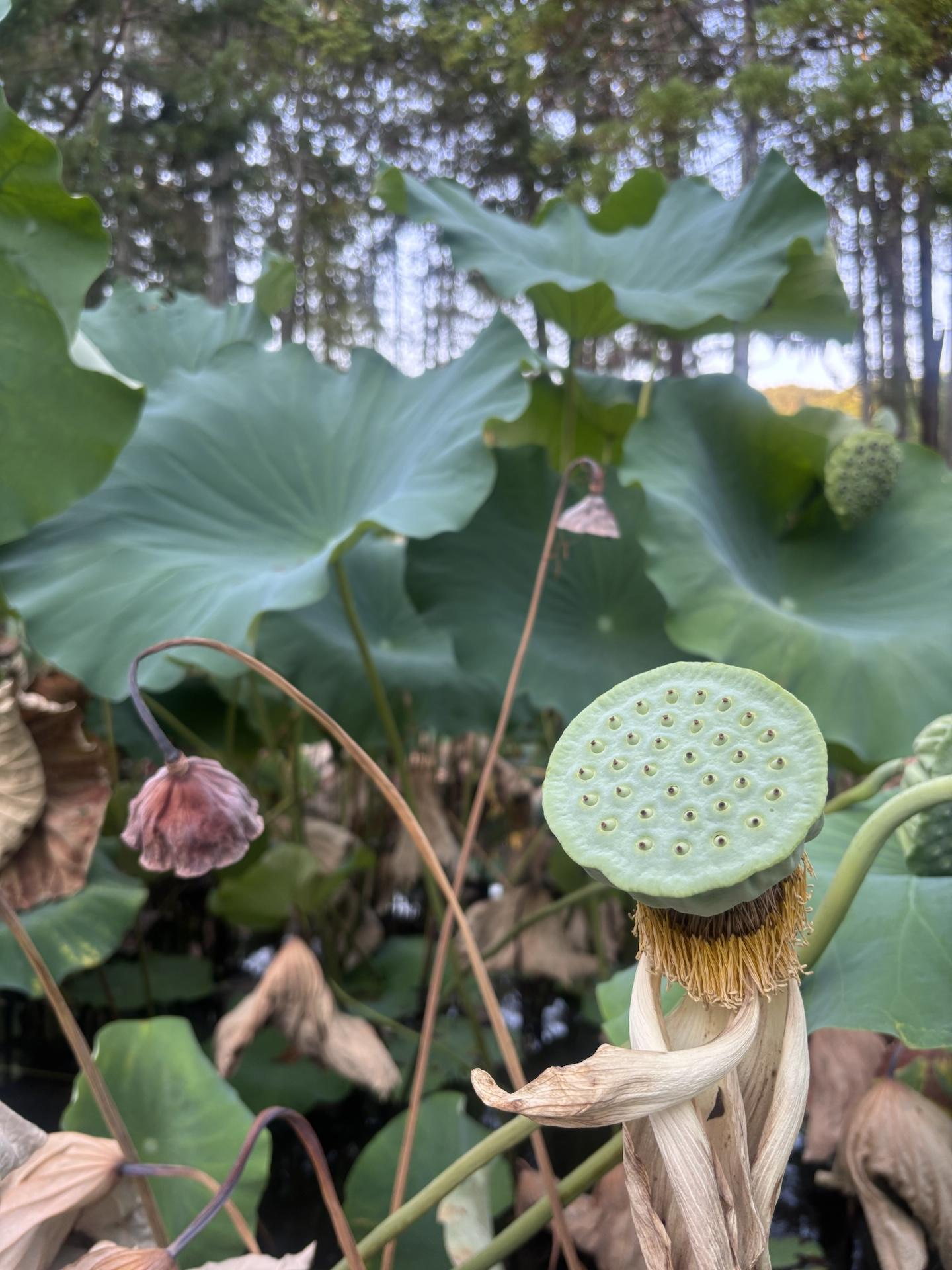 操山sunset Trail / えみちゃんねる835さんの操山・笠井山の活動データ | YAMAP / ヤマップ