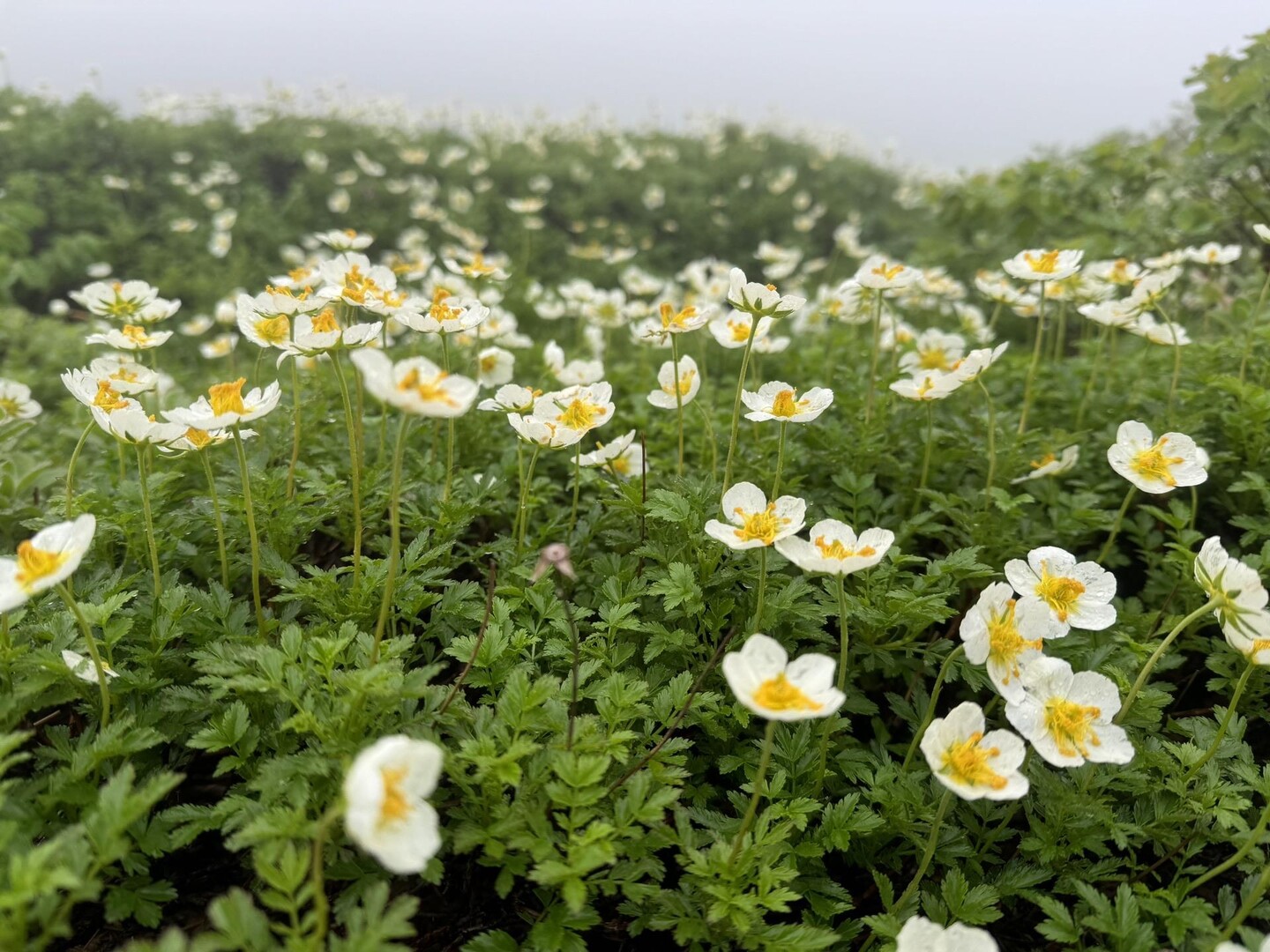 東北修行の旅in秋田駒ヶ岳 / Kzさんの秋田駒ヶ岳・男女岳・貝吹岳の活動データ | YAMAP / ヤマップ