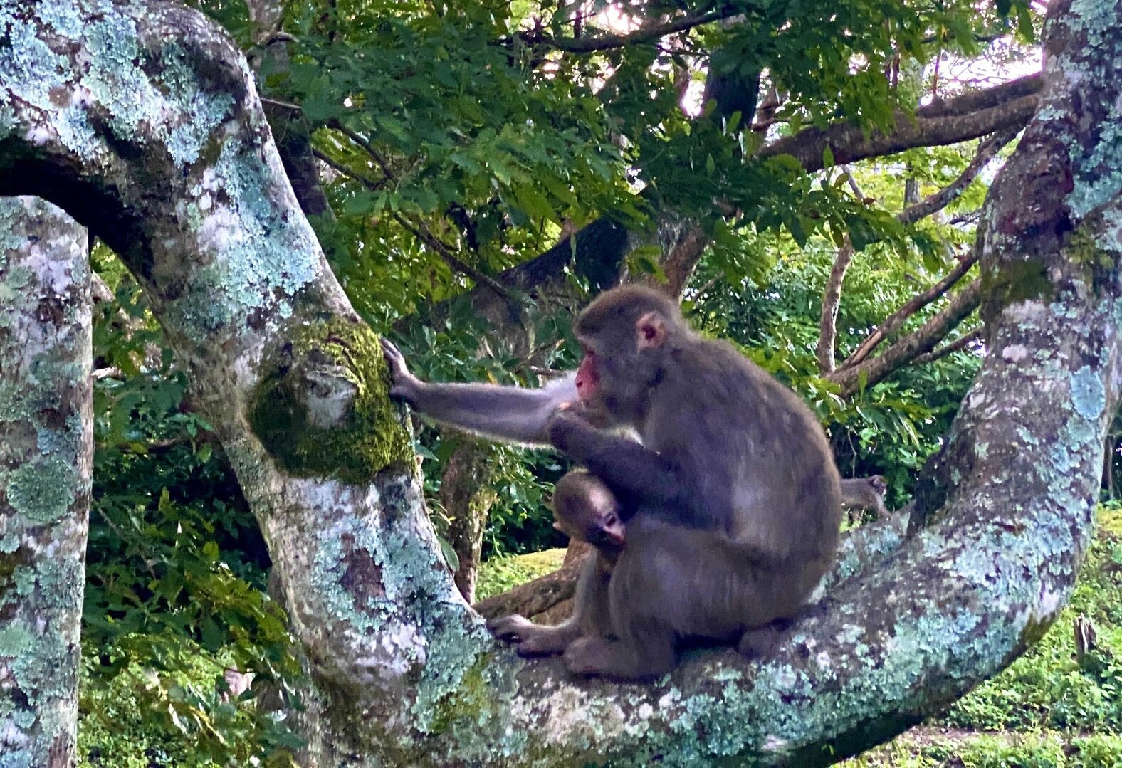 『高崎山』夕駆け、山頂は薄暮の賑やかキッキ祭り！ / ケムタク（Kemutaku）さんの高崎山の活動データ | YAMAP / ヤマップ