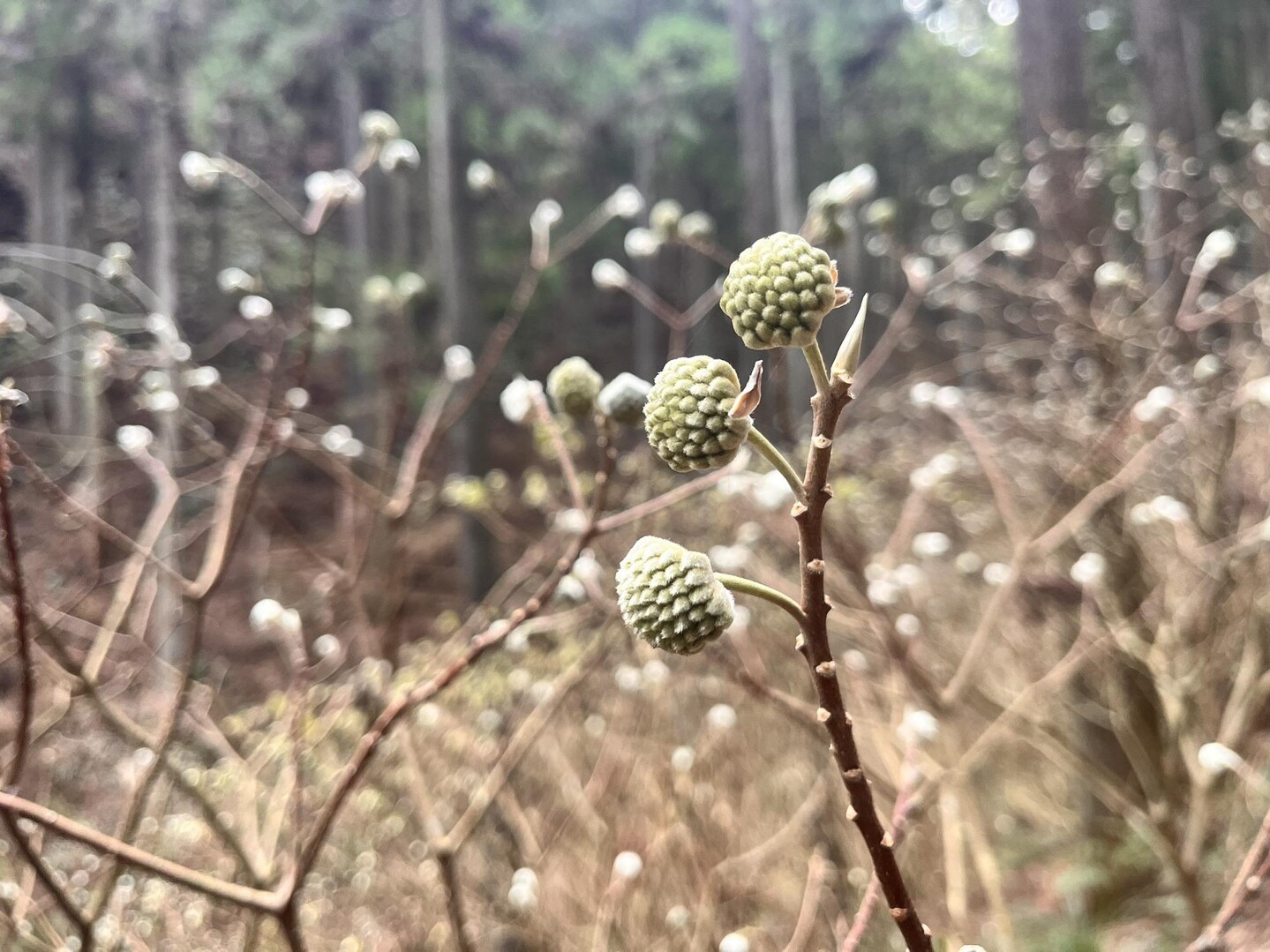なんか良い山 鶏足山⛰ / A1さんの焼森山・鶏足山の活動データ | YAMAP / ヤマップ