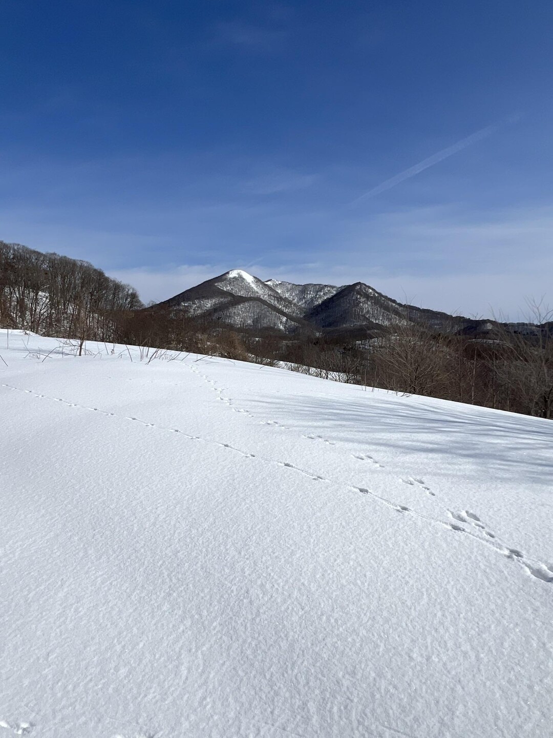 雪山歩き 七時雨山(南峰)・七時雨山(北峰) / Kdさんの七時雨山・田代山の活動データ | YAMAP / ヤマップ