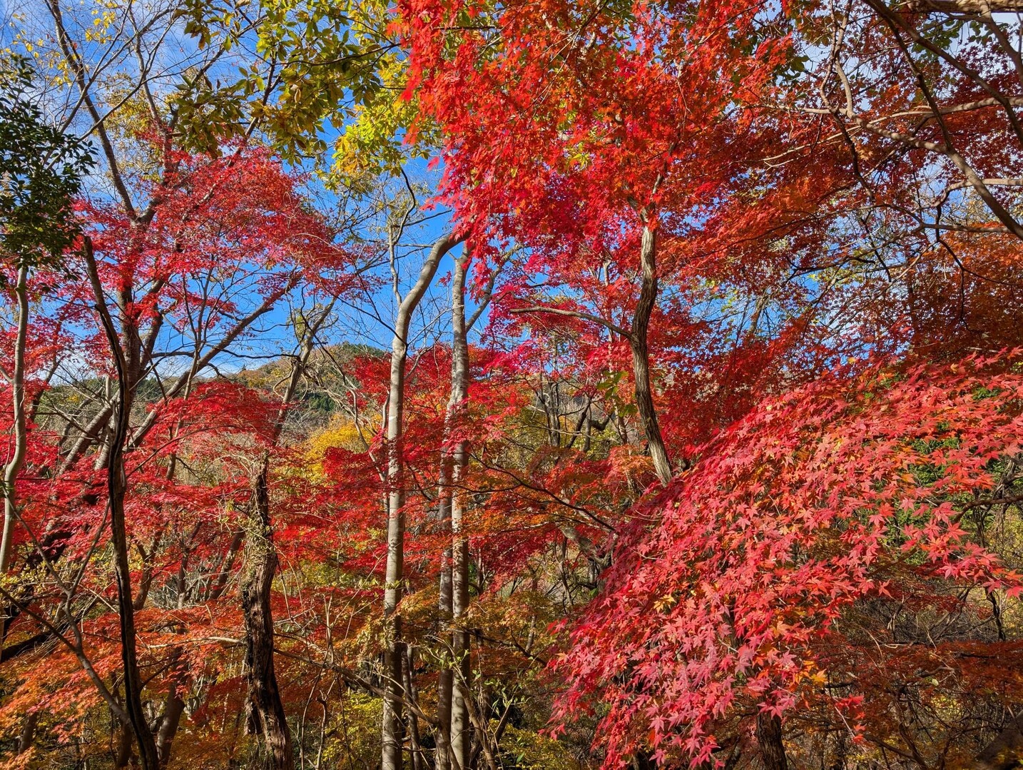 長福山・奥久慈男体山 / TWOさんの奥久慈男体山・月居山・篭岩（篭岩山）の活動データ | YAMAP / ヤマップ