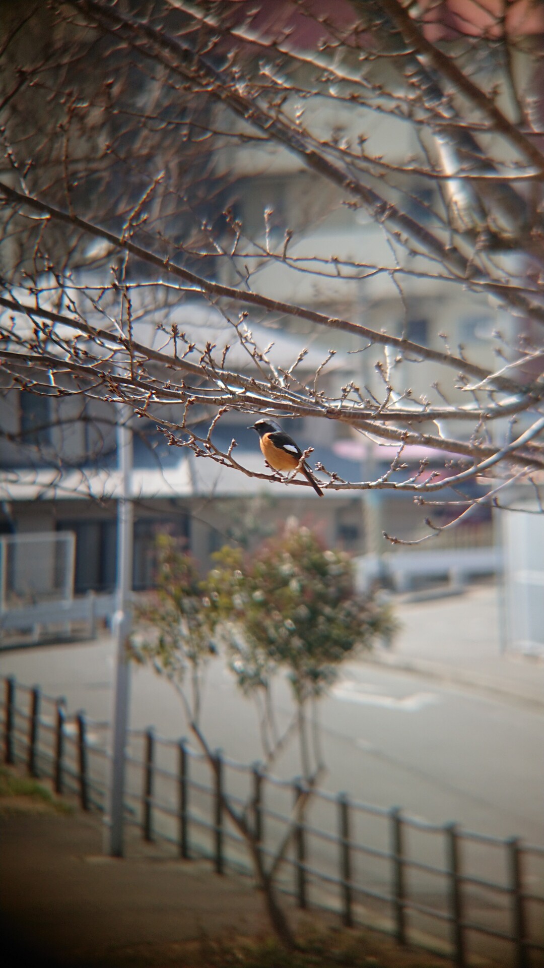 ジョウビタキ / kinu235（きぬ）さんのモーメント | YAMAP / ヤマップ