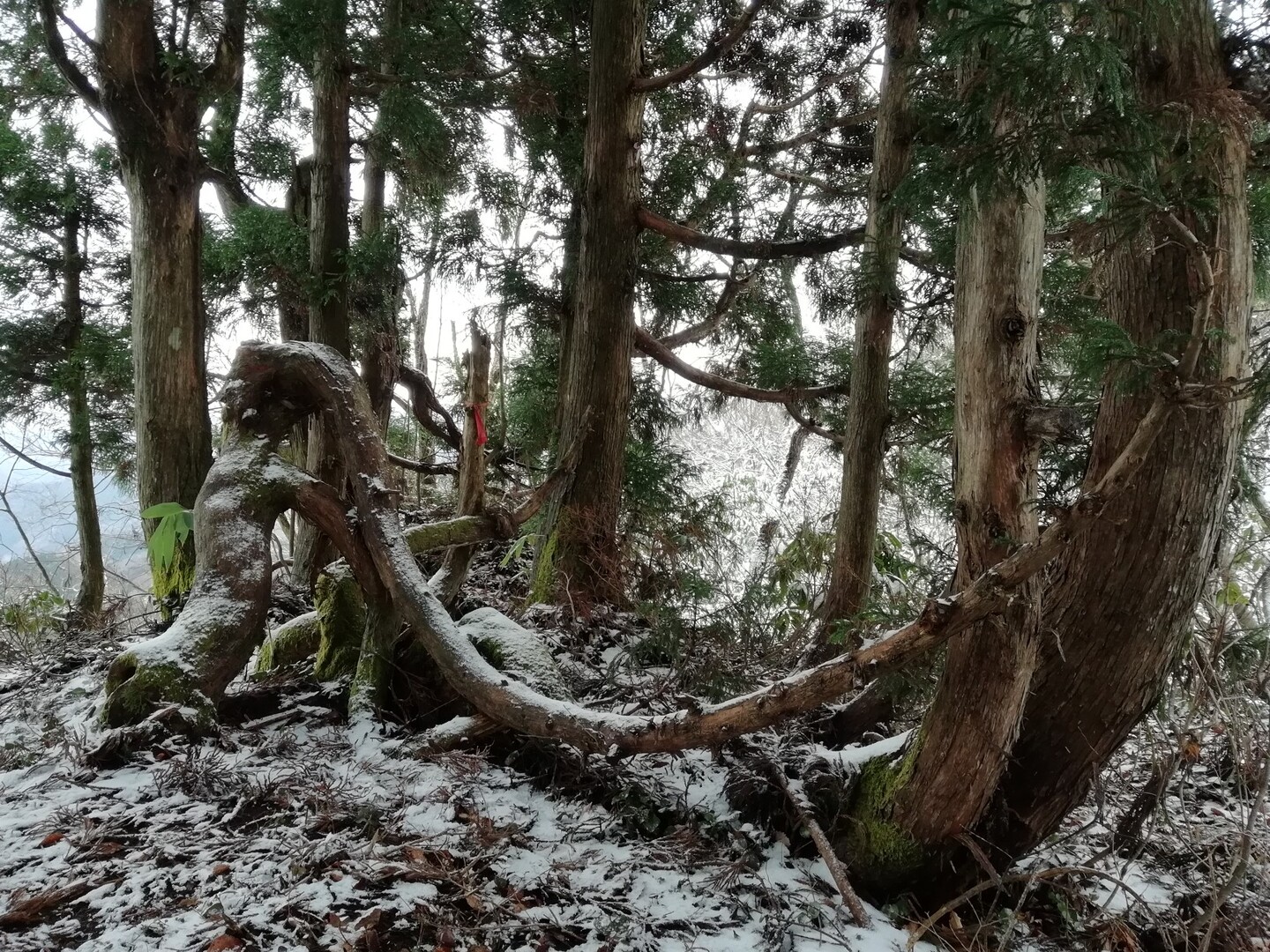 高峰山・鍋冠山 / yamanobu さんの大辻山・高峰山・来拝山の活動データ | YAMAP / ヤマップ