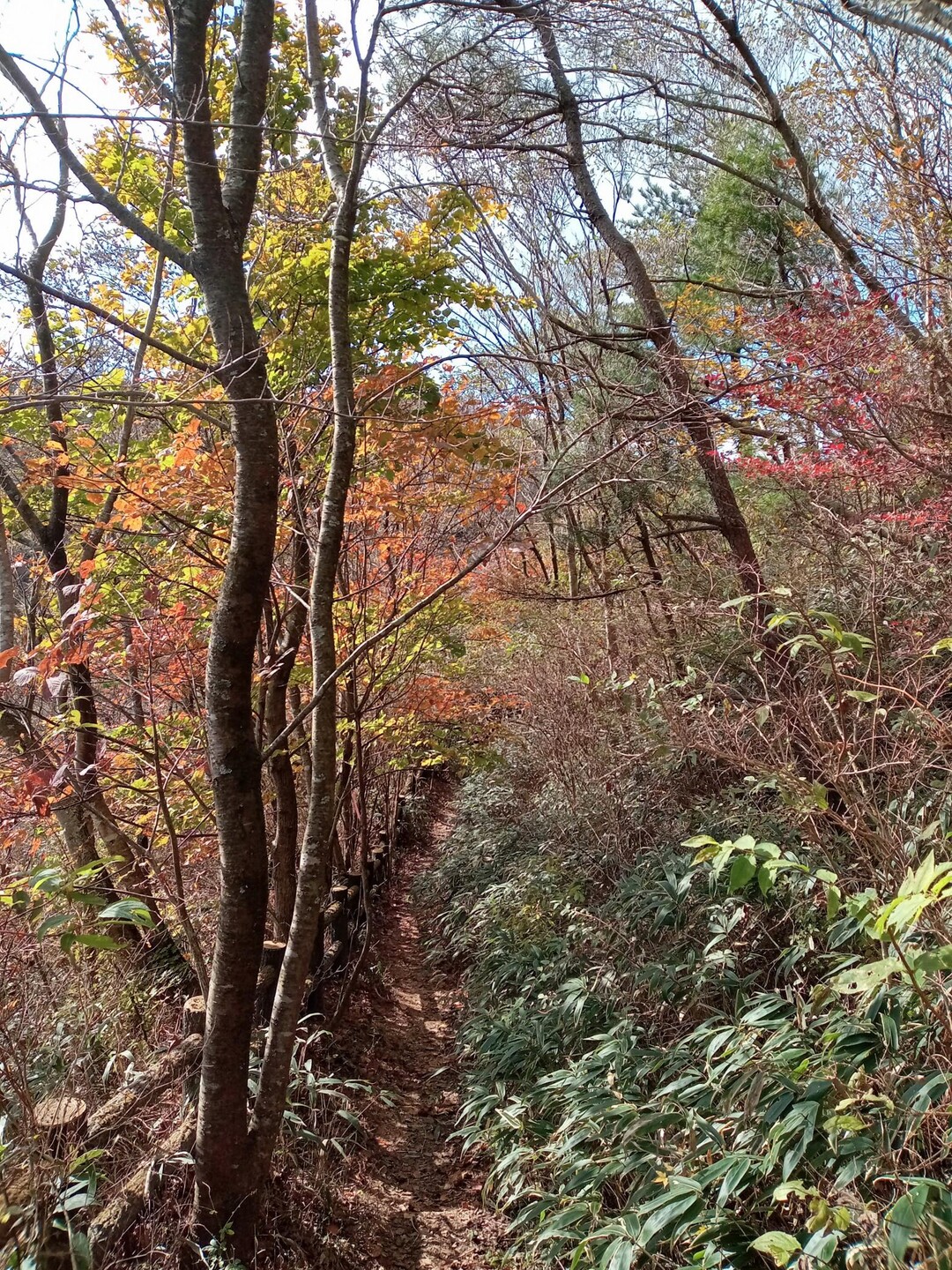 bambooさんの投稿したフィールドメモ | YAMAP / ヤマップ