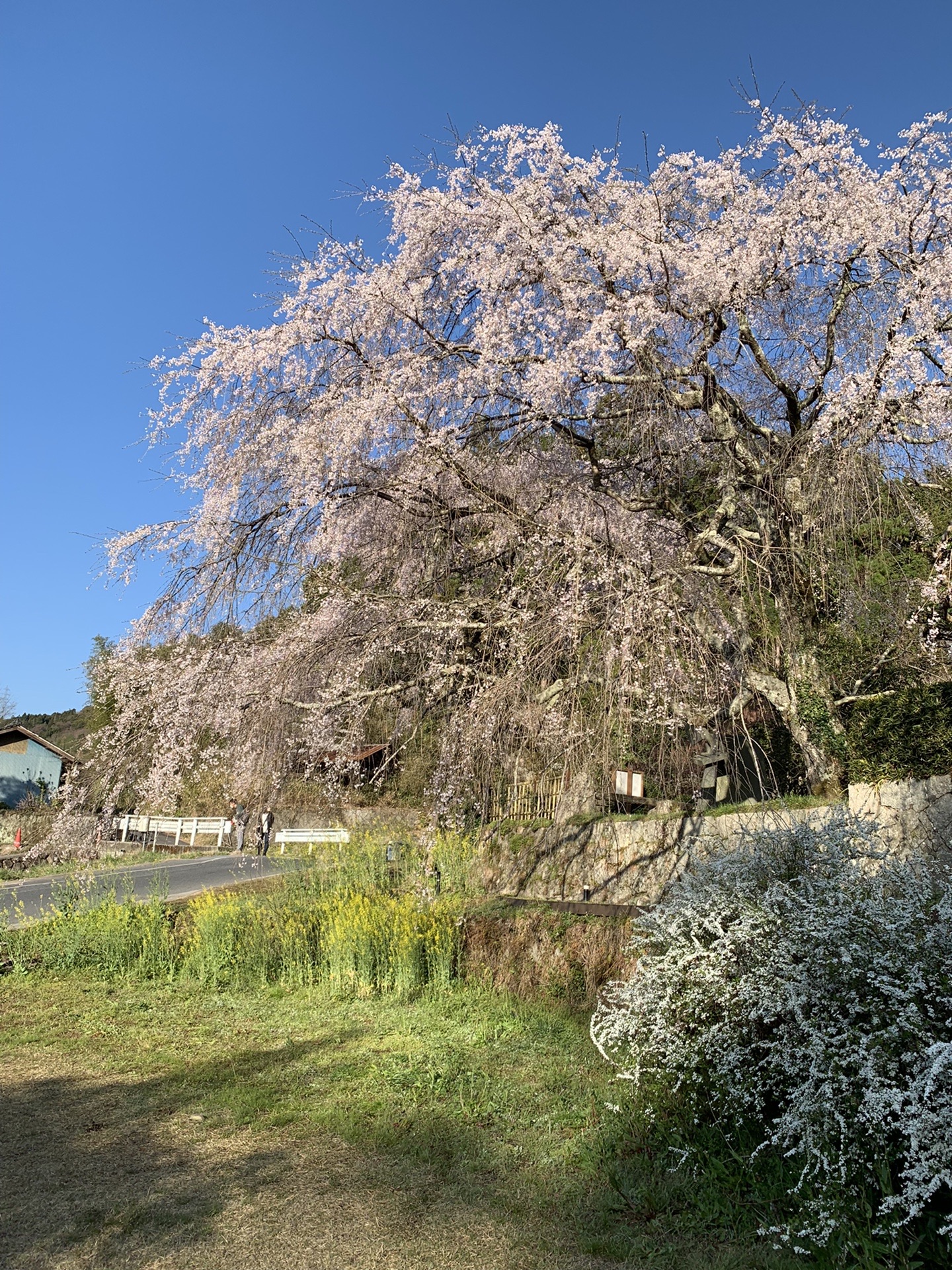 神原の枝垂れ桜を見て来ました。満開です。... / masaikeさんのモーメント | YAMAP / ヤマップ