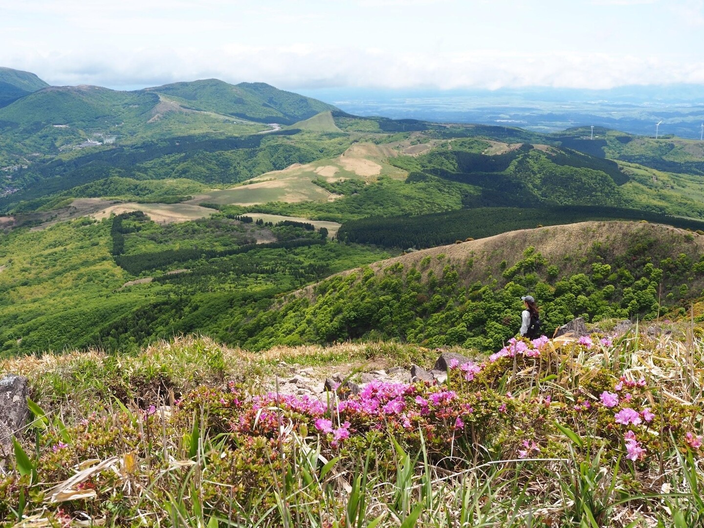 ミヤマキリシマ巡り〜③湧蓋山 / shihoさんの涌蓋山・猟師山の活動データ | YAMAP / ヤマップ