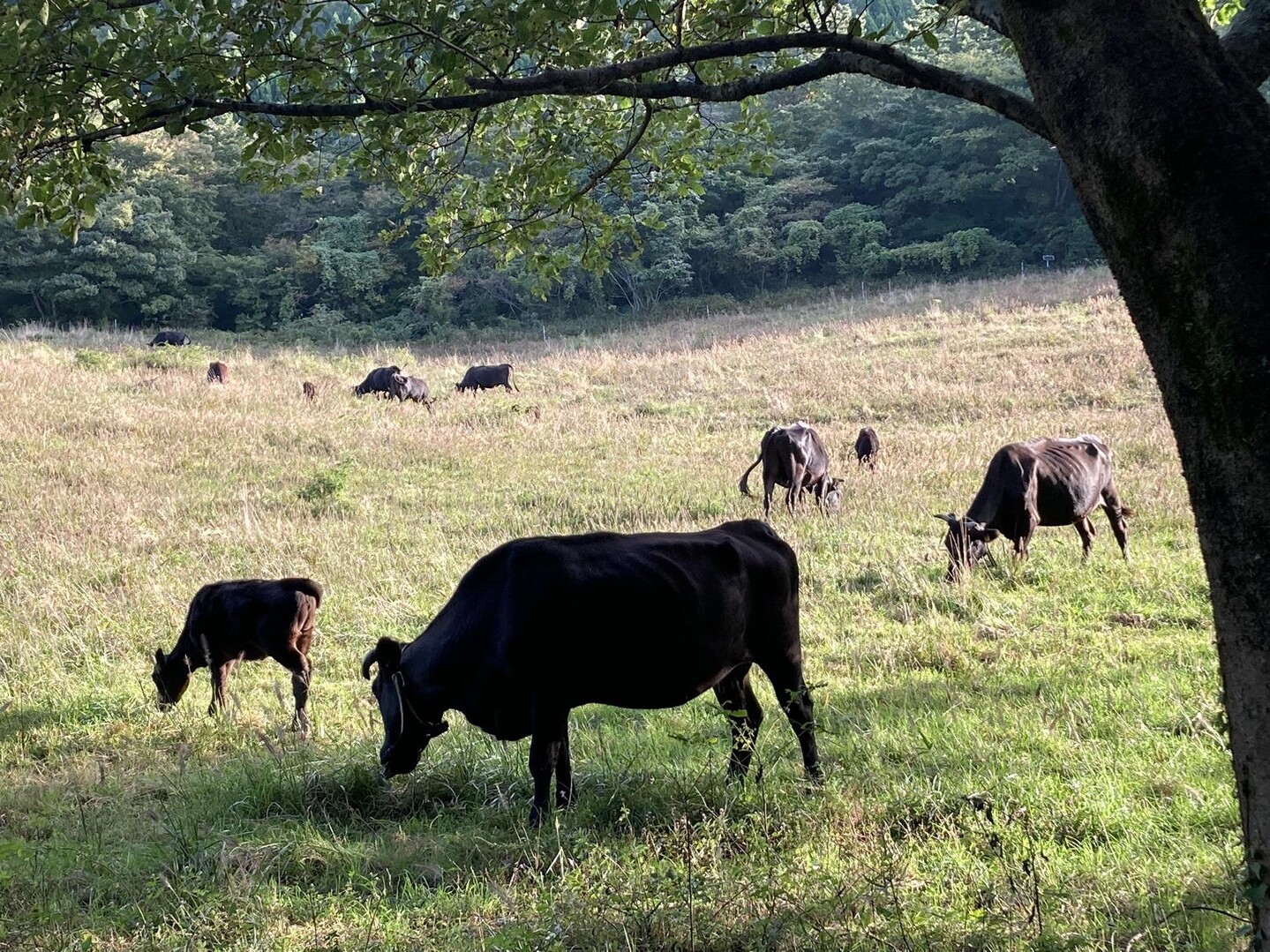 今日 駆け足で出雲大社を詰め込んだから ... / なおみさんのモーメント | YAMAP / ヤマップ