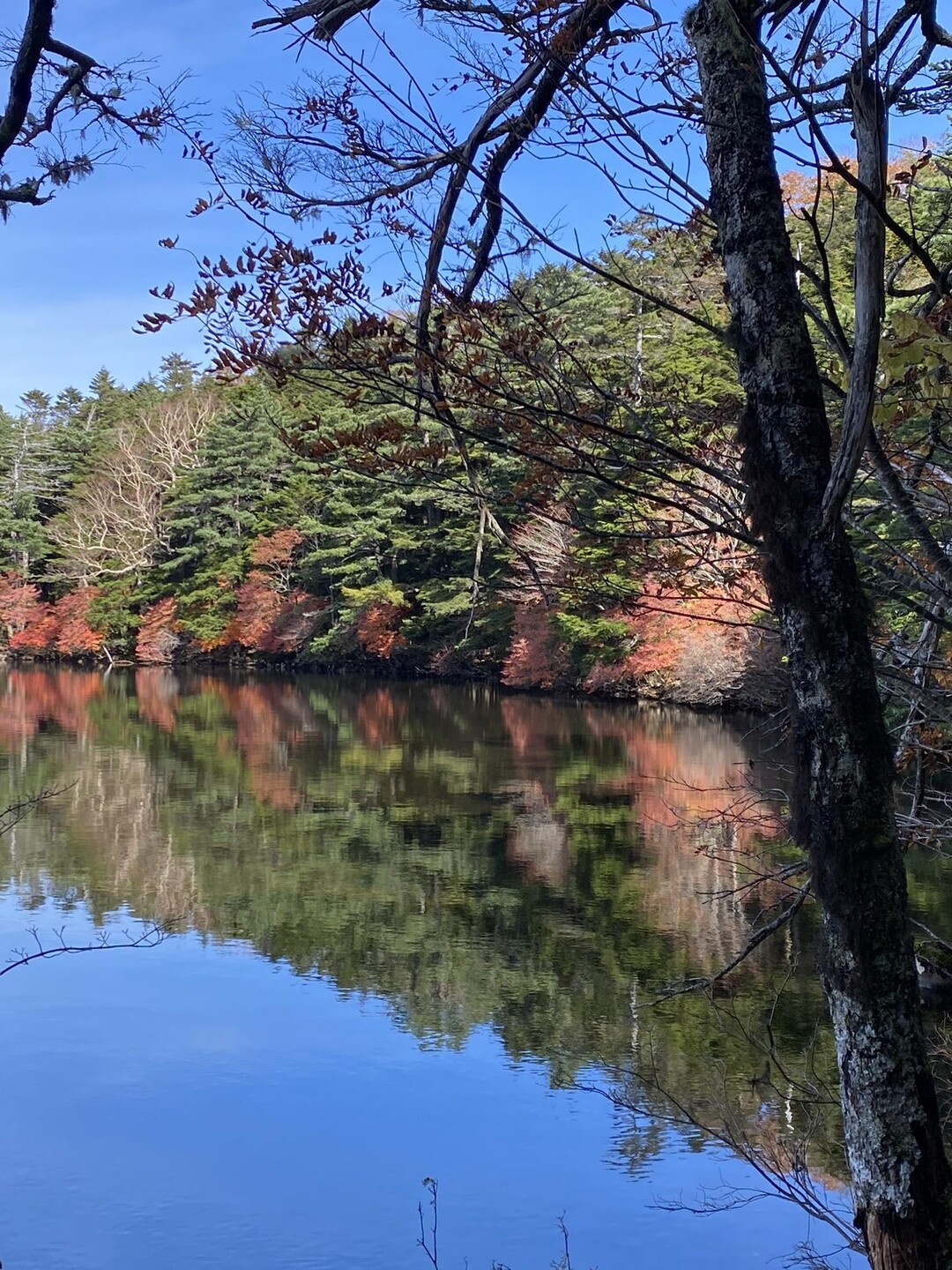 白駒の池散策(北八ヶ岳八千穂高原) / shuさんの蓼科山・横岳・縞枯山の活動データ | YAMAP / ヤマップ