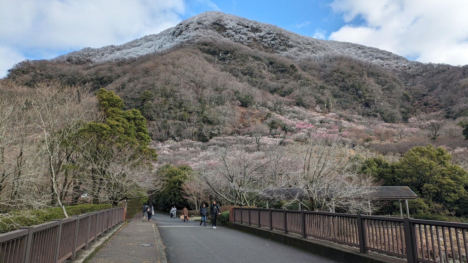 春の花巡り3rd 湯河原梅林 雪の 幕山・南郷山 / 旅ずきんさんの幕山・南郷山の活動データ | YAMAP / ヤマップ